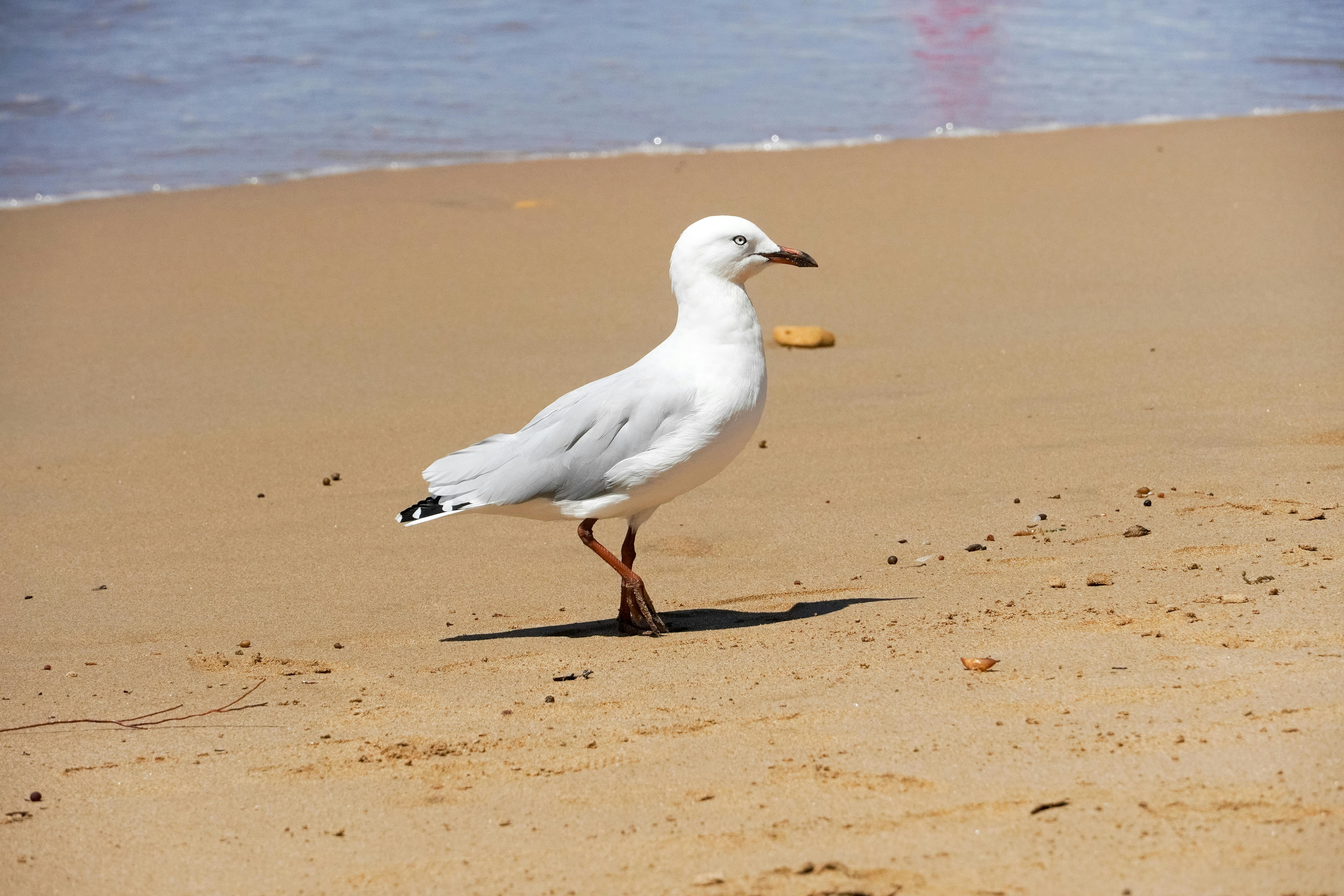 White Seagull on Beach · Free Stock Photo