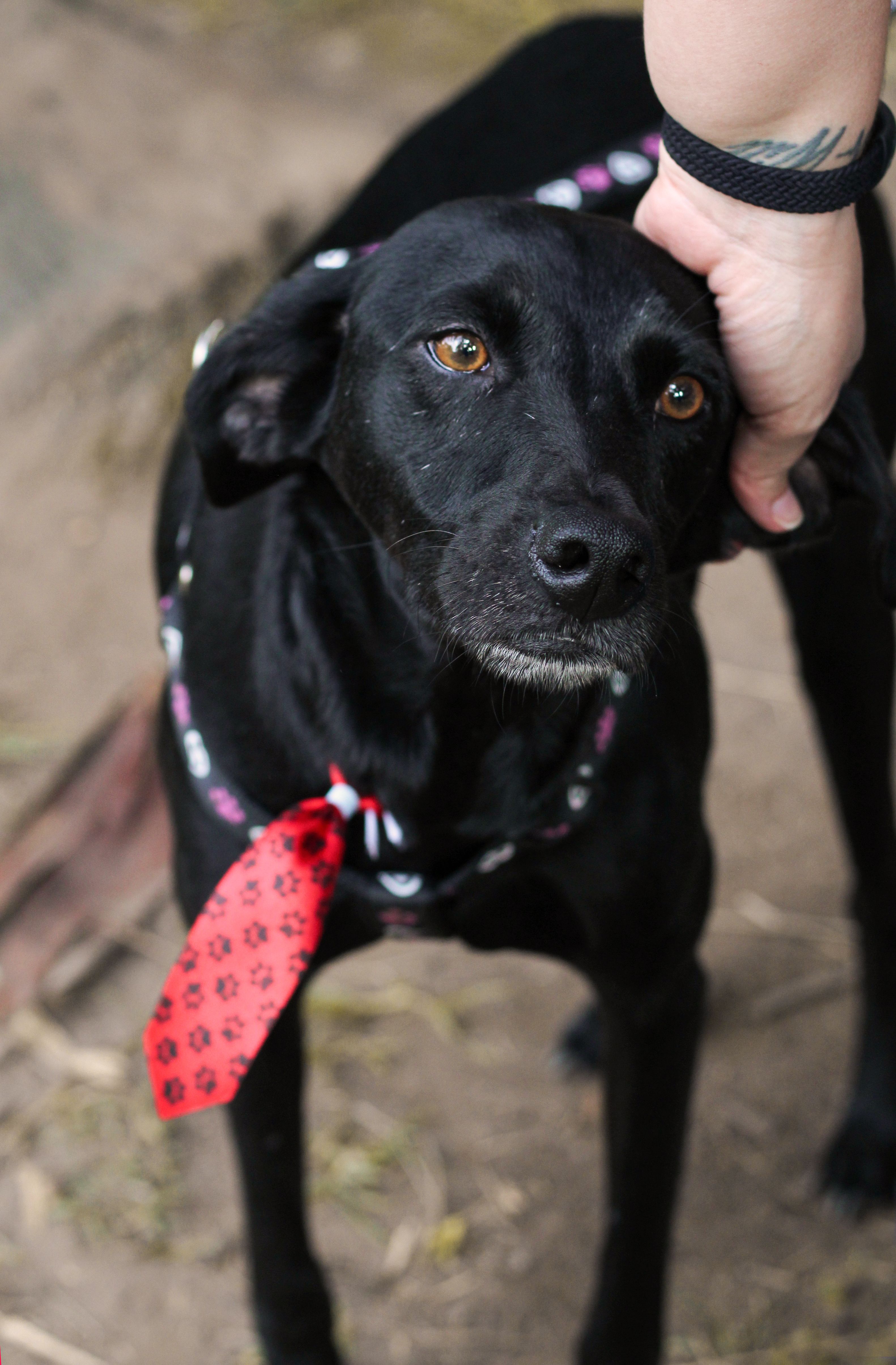 Hand Patting Dog with Tie · Free Stock Photo