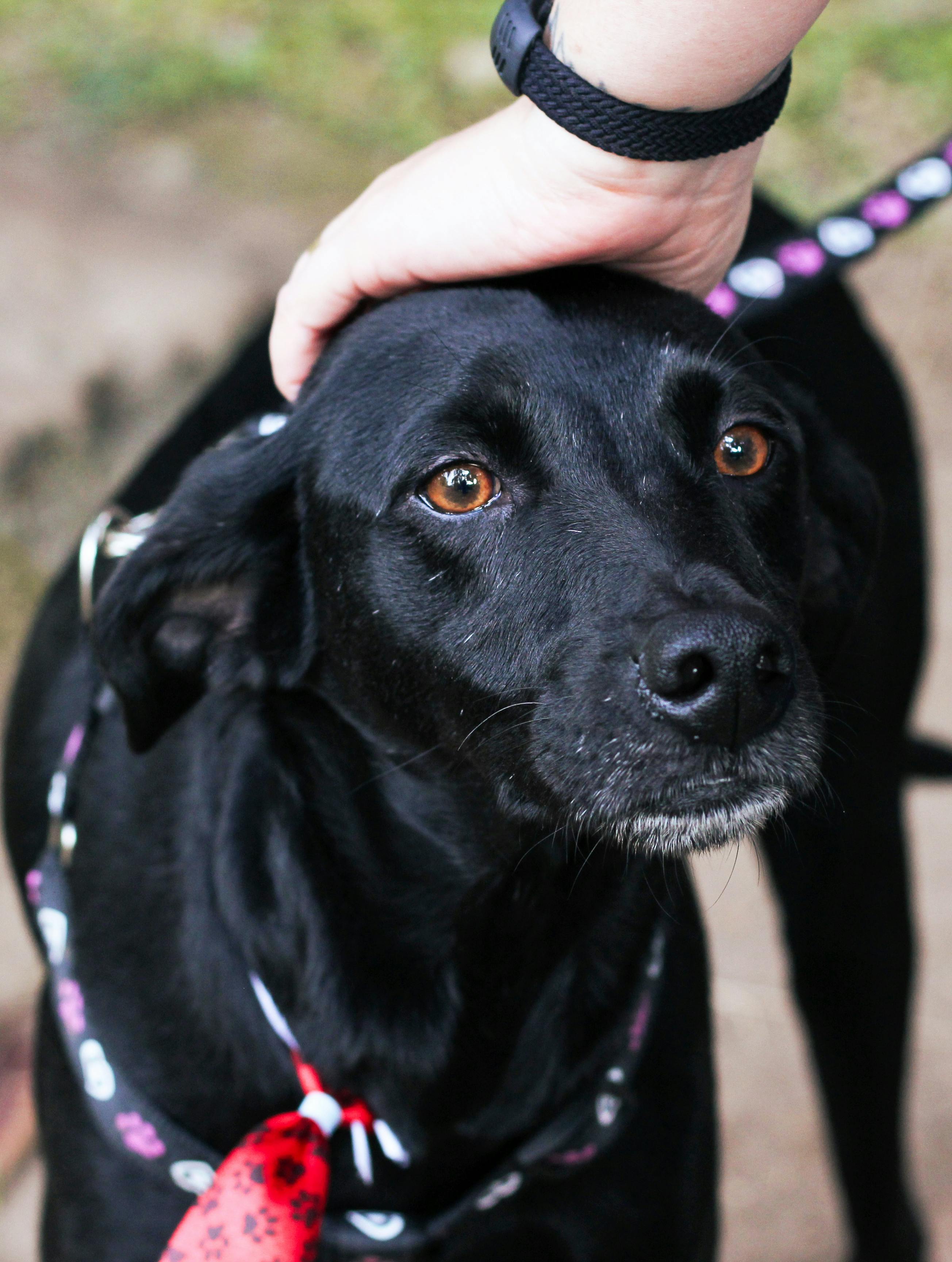 Hand Patting Black Dog · Free Stock Photo