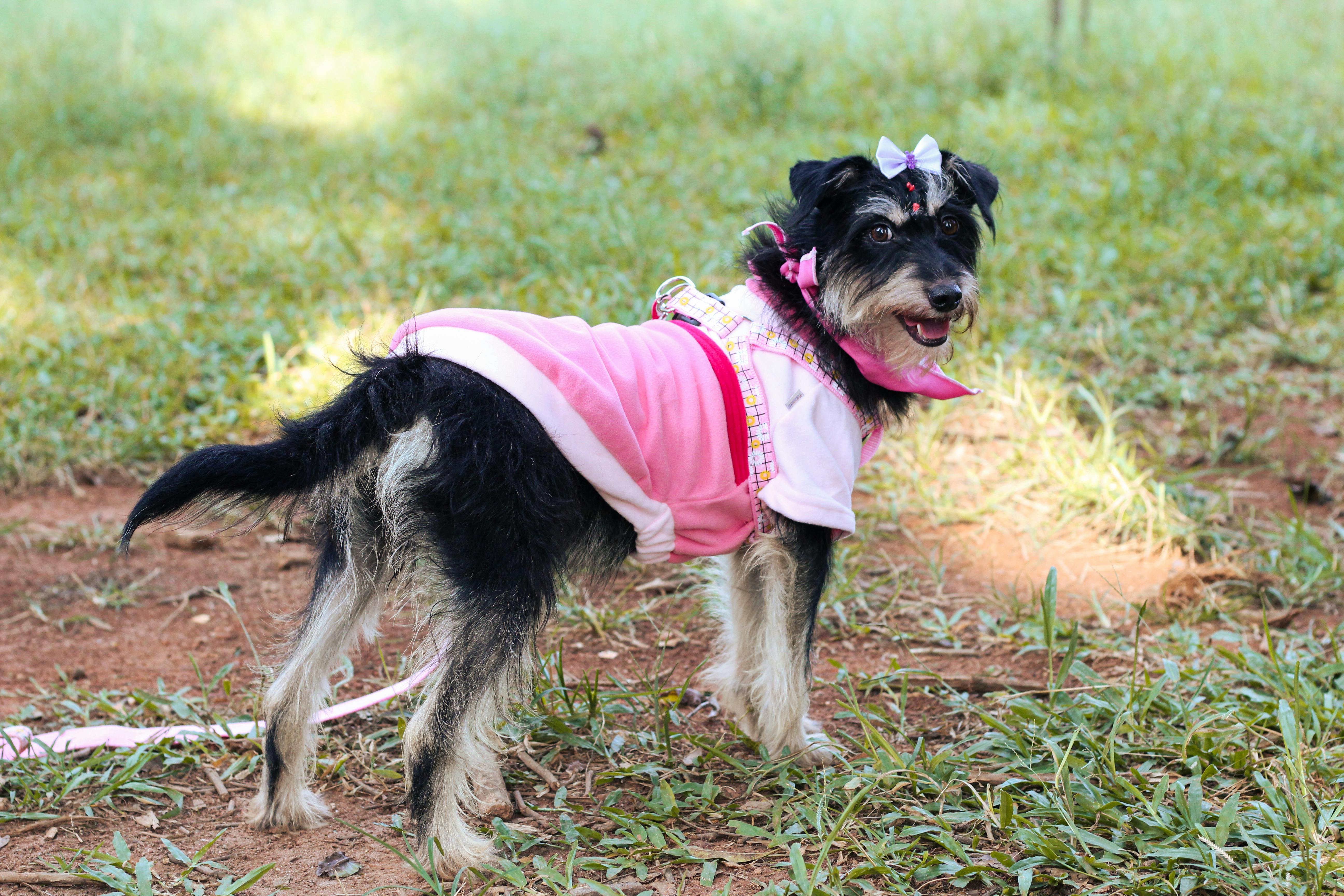 Dog in Pink Clothes · Free Stock Photo