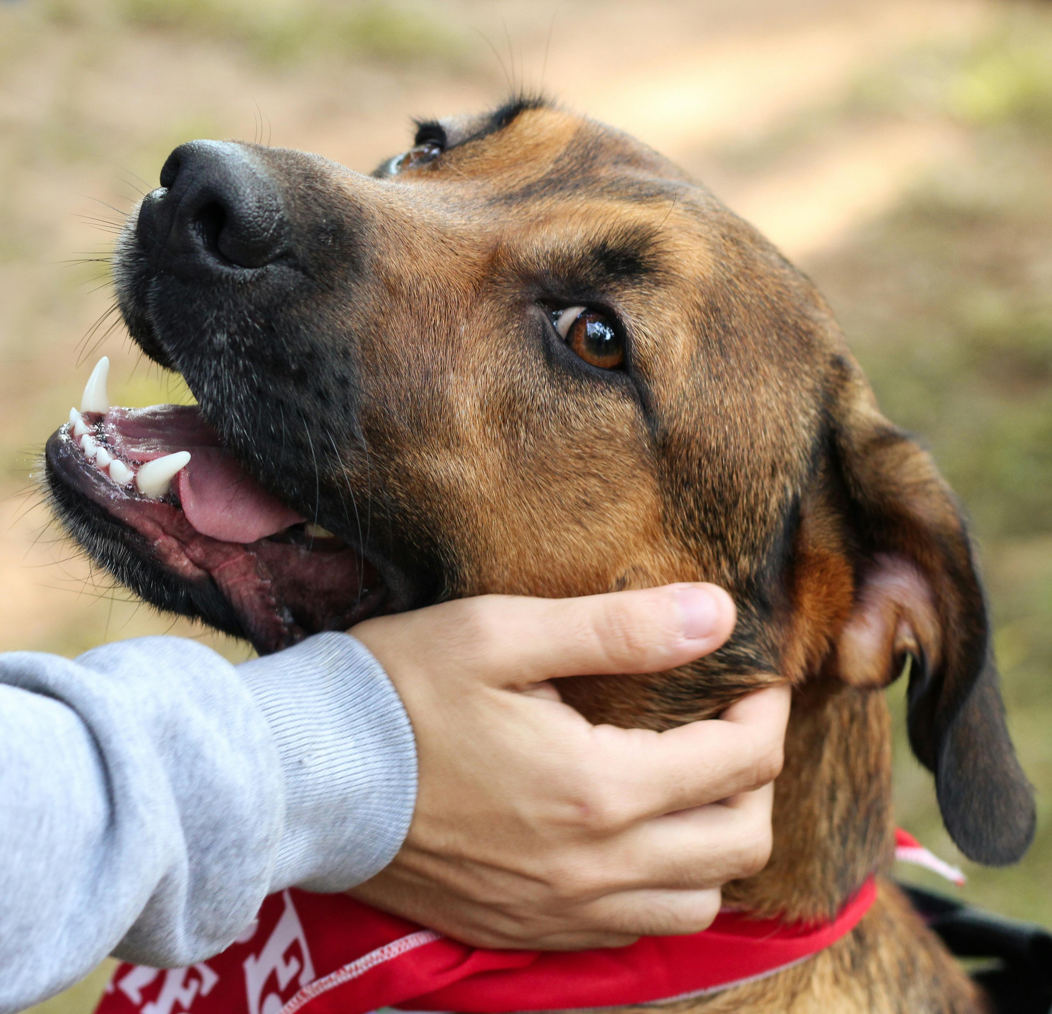 Hand Patting Dog · Free Stock Photo