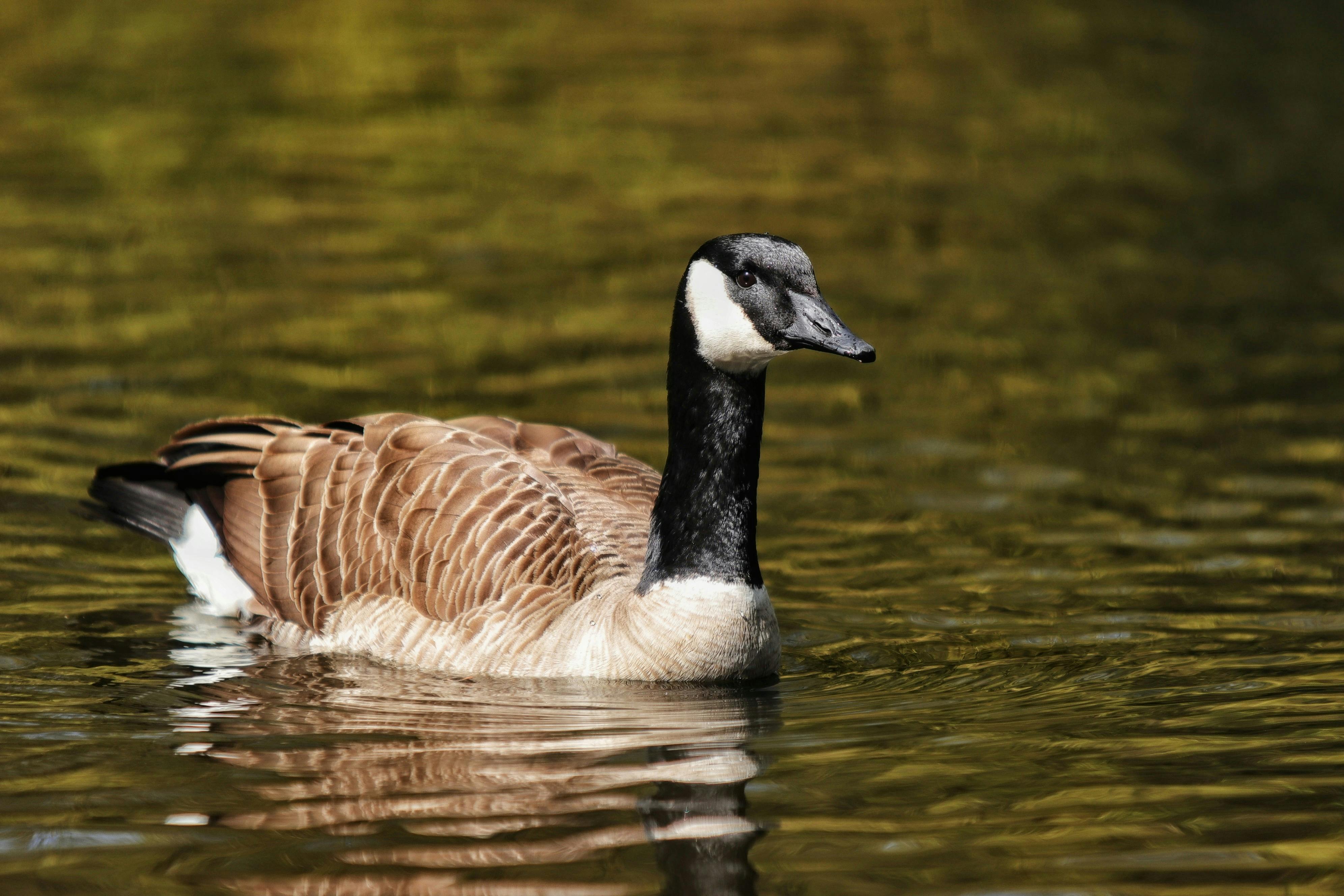 Canadian Goose swimming in a pond · Free Stock Photo