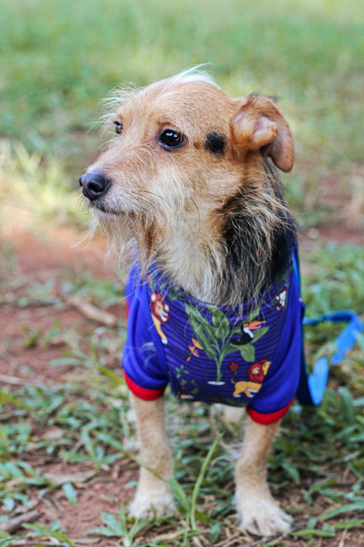 Dog Clothes Wallpaper Photos, Download The BEST Free Dog Clothes ...