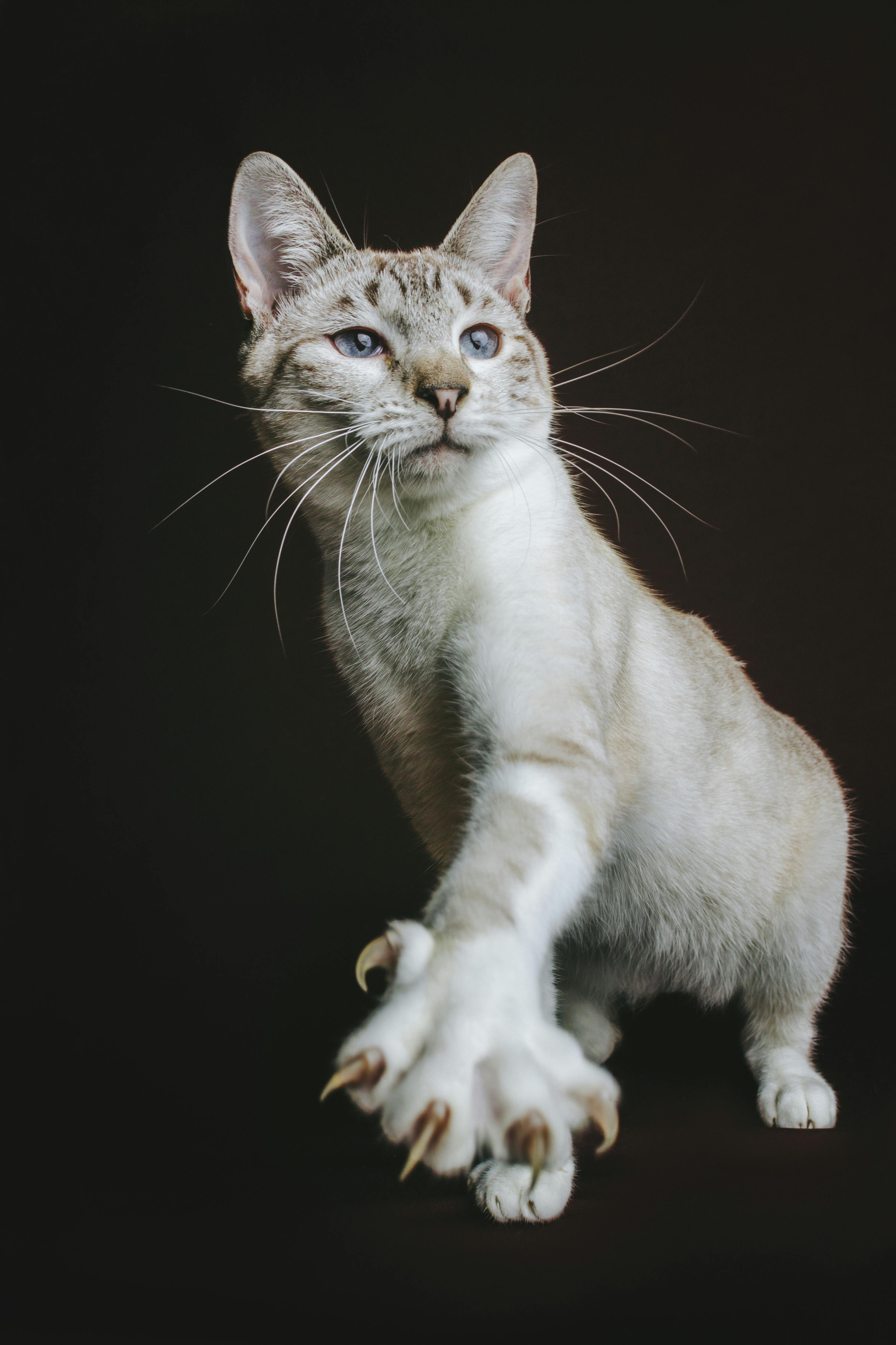 White Cat Reaching out Clawed Paw · Free Stock Photo