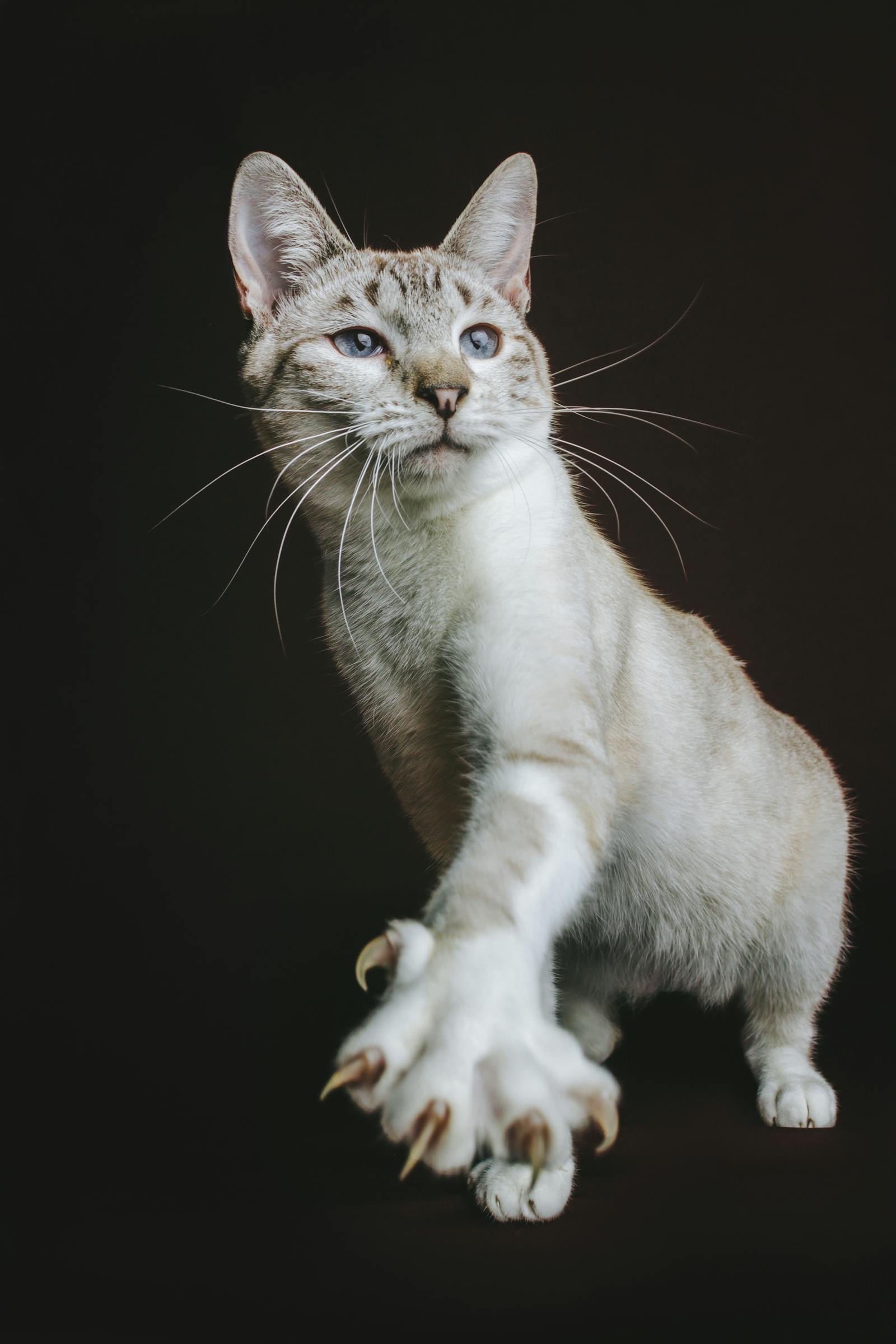 Cat Reaching Out With Its Paw Photos, Download The BEST Free Cat ...
