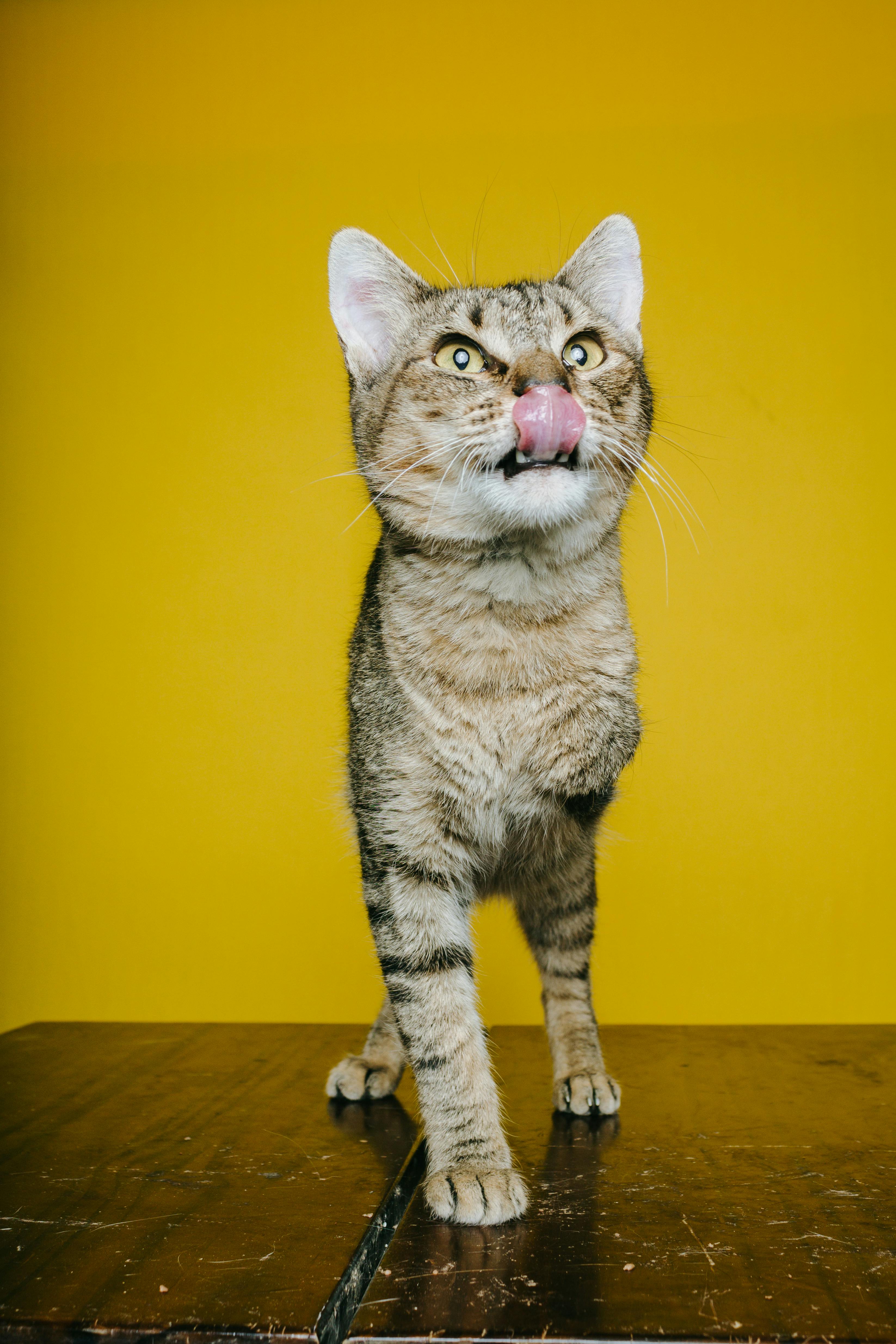 Animal Distance Single Shot No Background Photos, Download The BEST ...