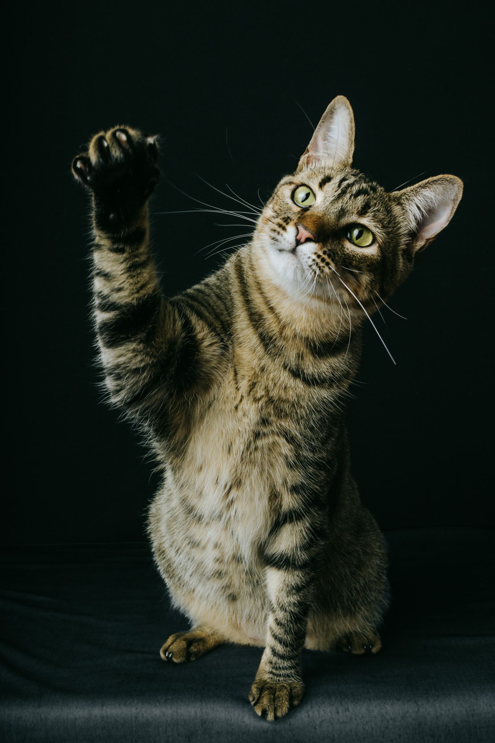 Cat With Paw Raised Photos, Download The BEST Free Cat With Paw Raised ...