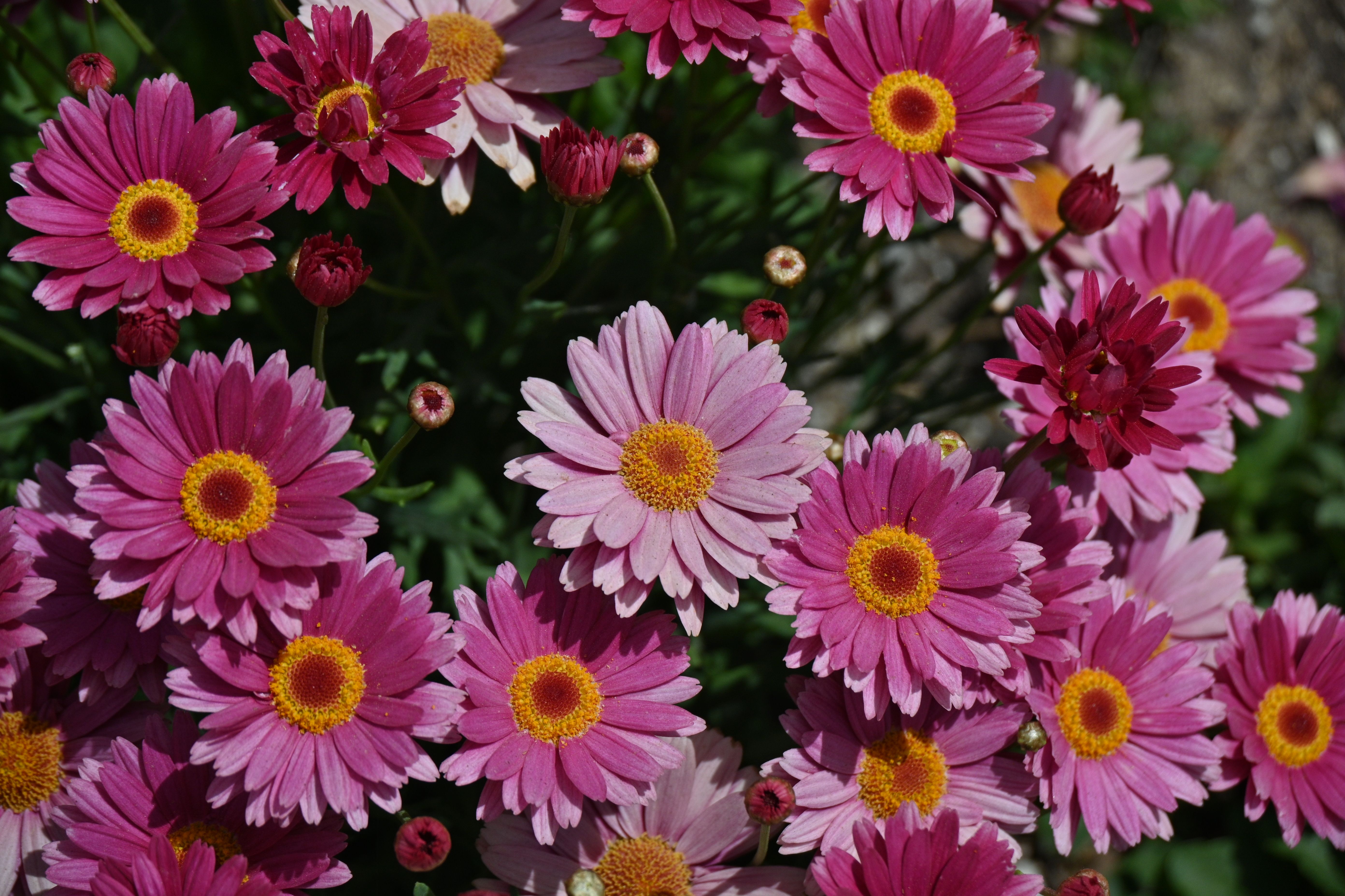 Close-up of Purple Paris Daisies · Free Stock Photo