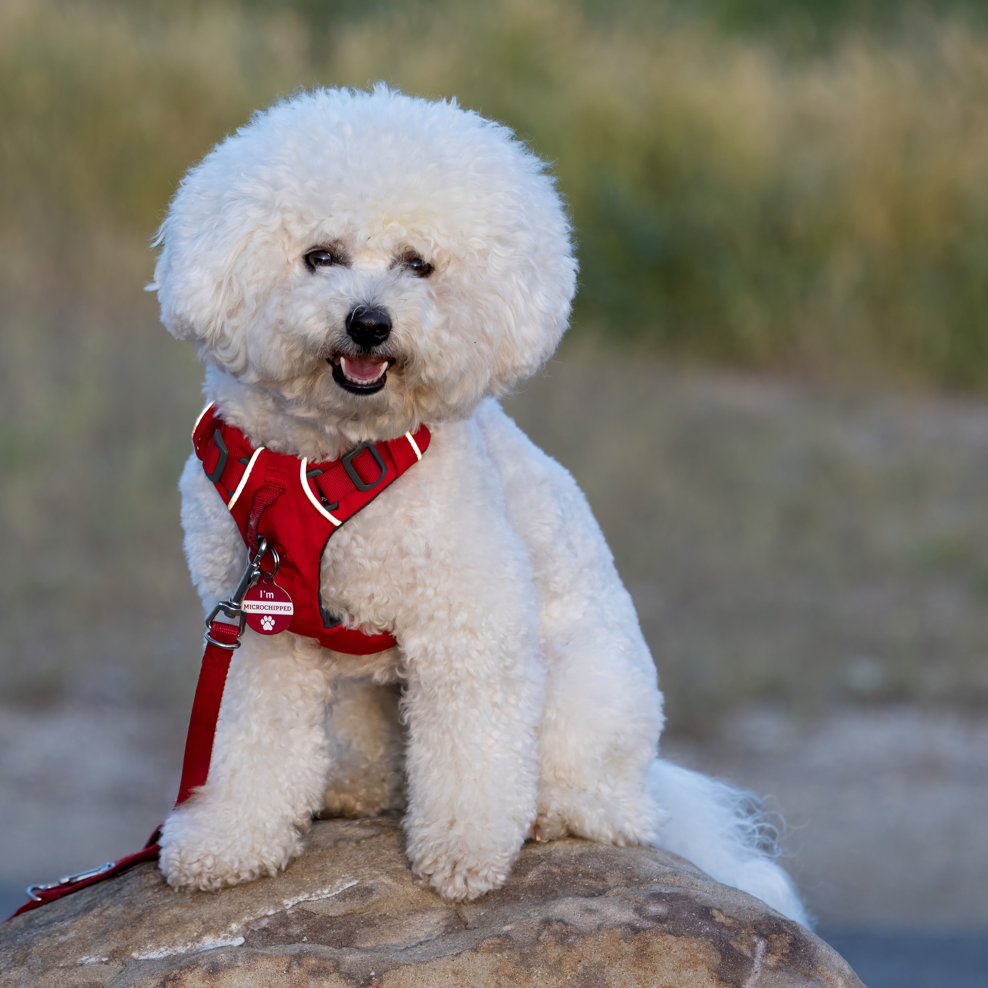 Bichon Frise Dog with a Red Harness · Free Stock Photo