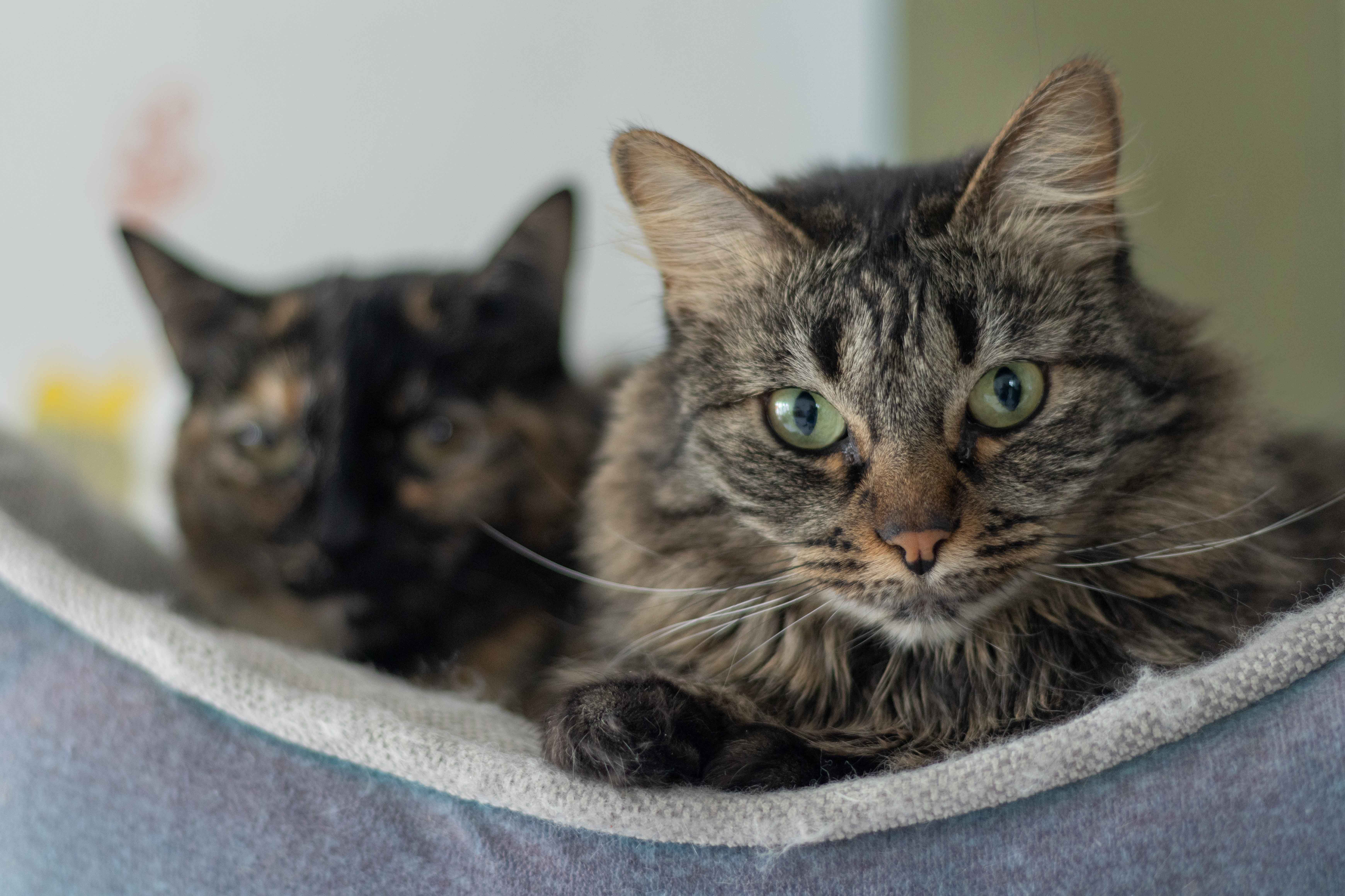 Close up of Cats Heads · Free Stock Photo