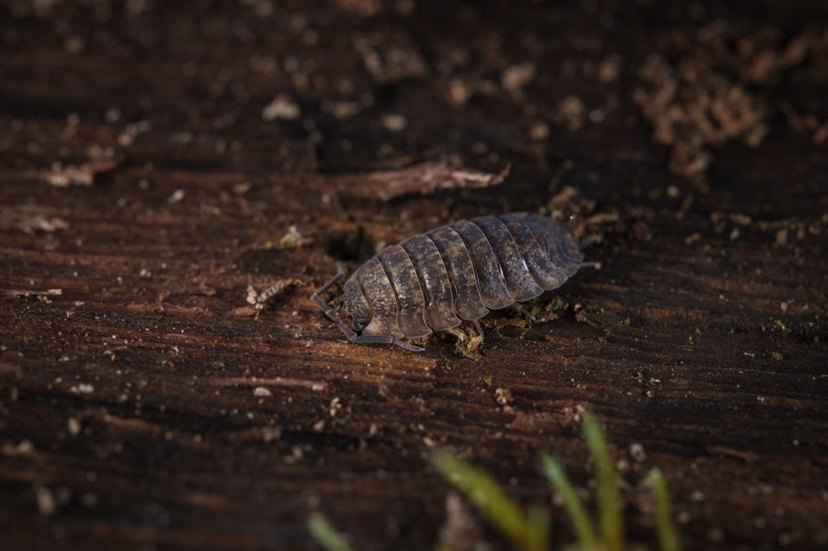 Woodlice Photos, Download The BEST Free Woodlice Stock Photos & HD Images