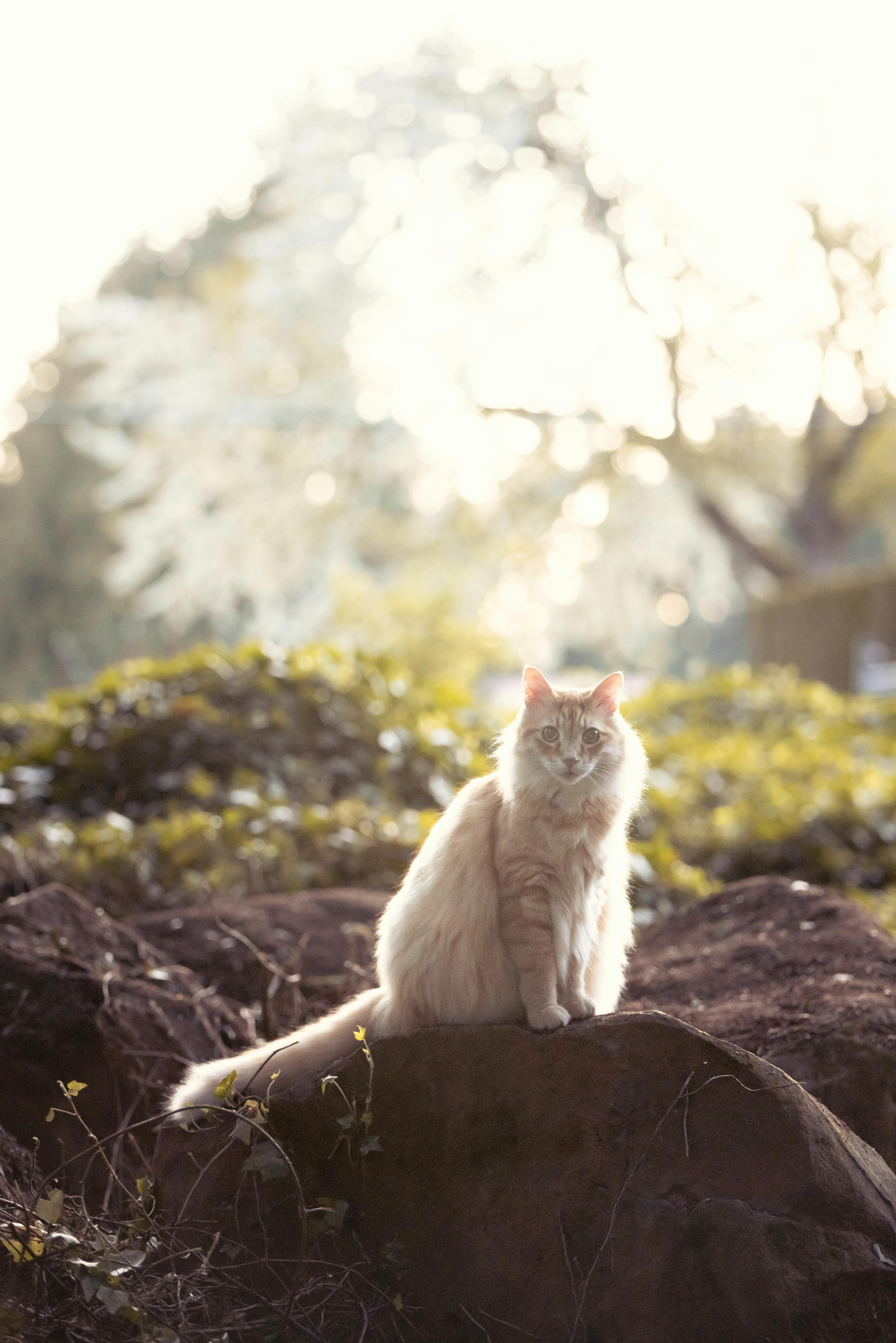 Cat Sitting behind Window · Free Stock Photo