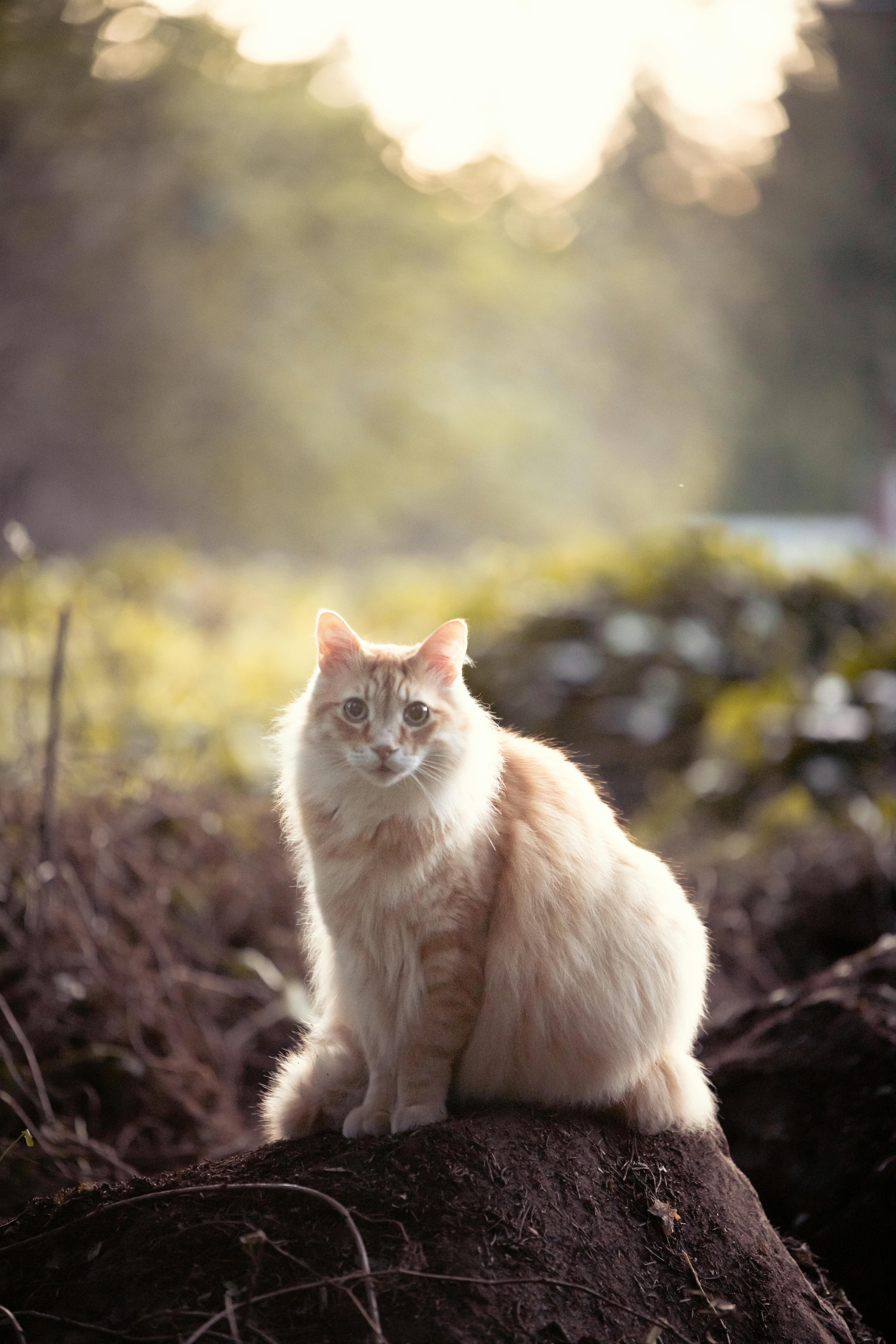 Close up of Cat on Ground · Free Stock Photo