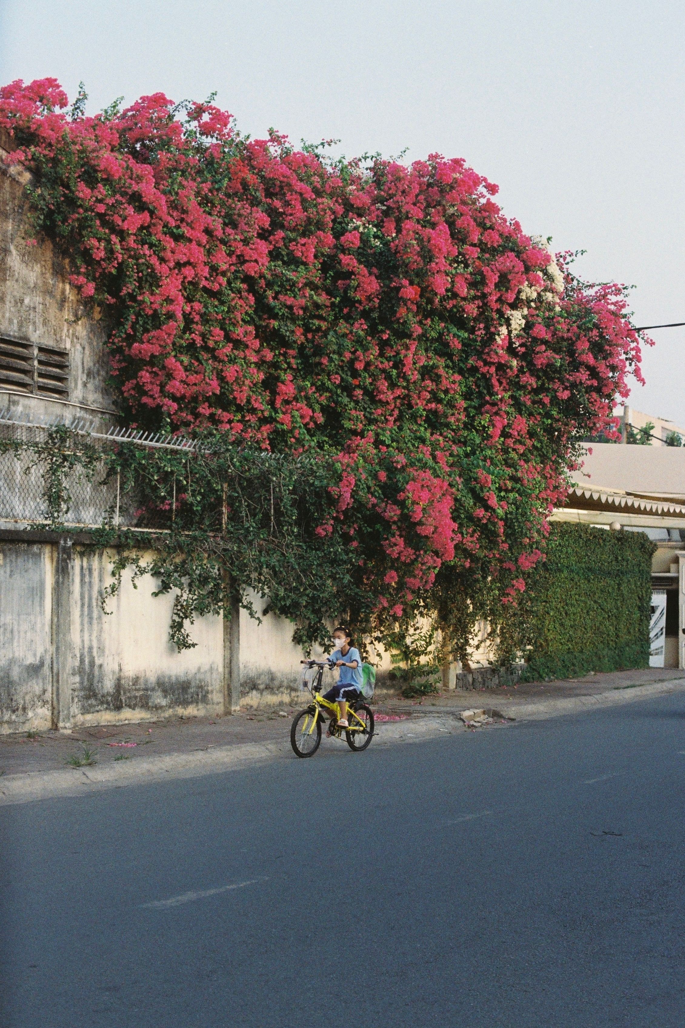 Person Riding a Bicycle on the Street next to a Building with a Large ...