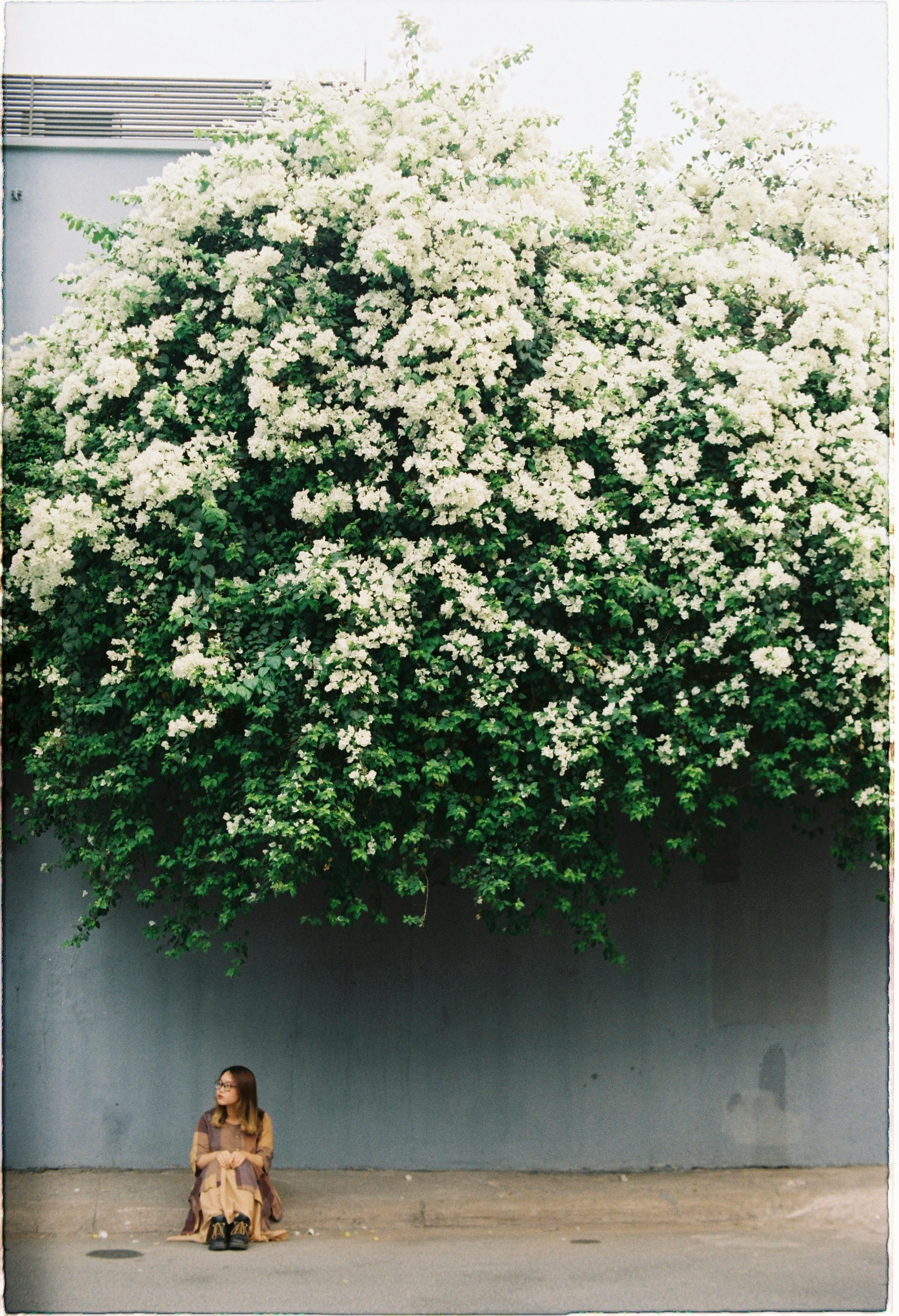 Woman Sitting under a Large Flowering Shrub on the Pavement · Free Stock Photo