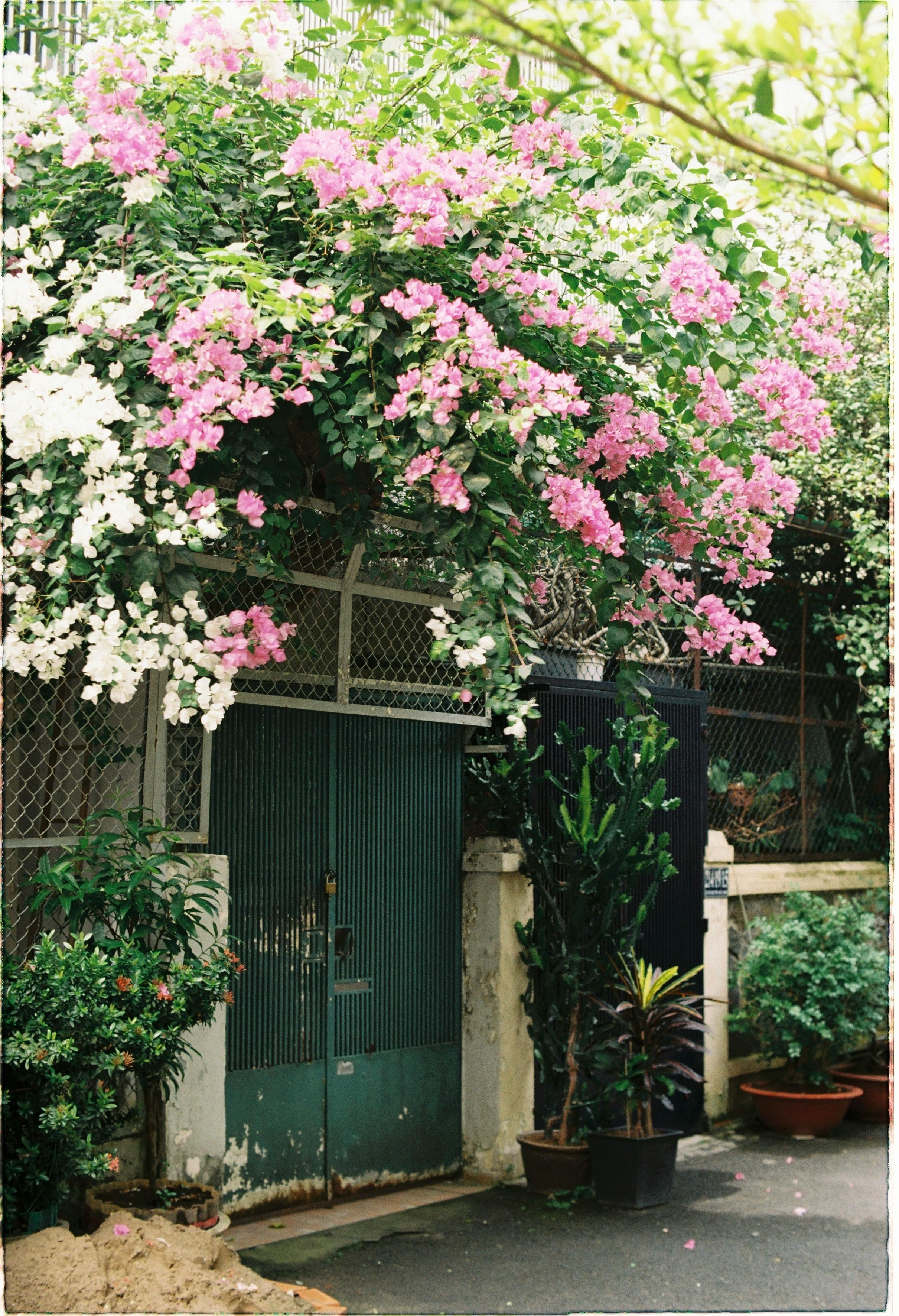 Colorful Blossoms around Gate · Free Stock Photo