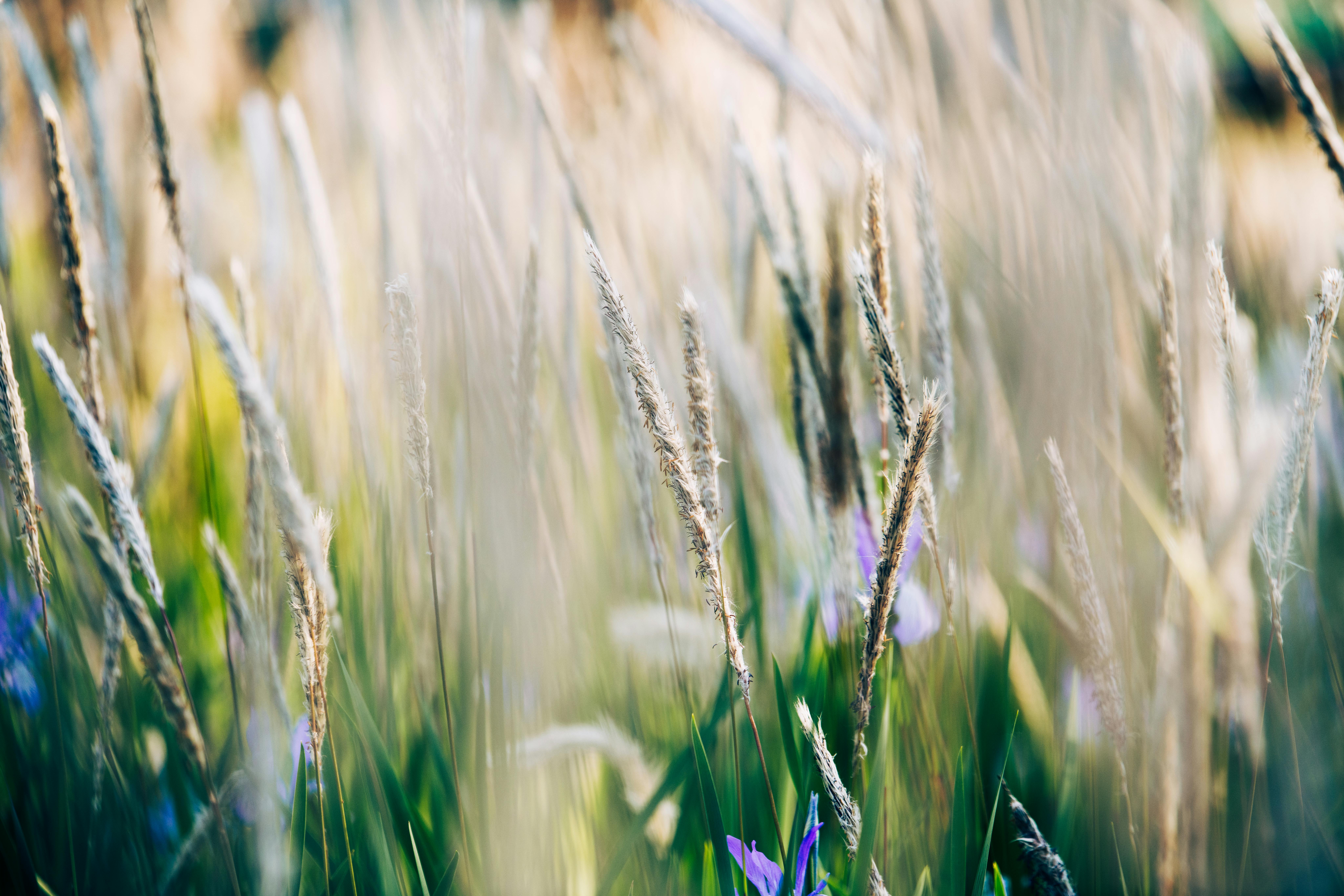 White Fountain Grass · Free Stock Photo
