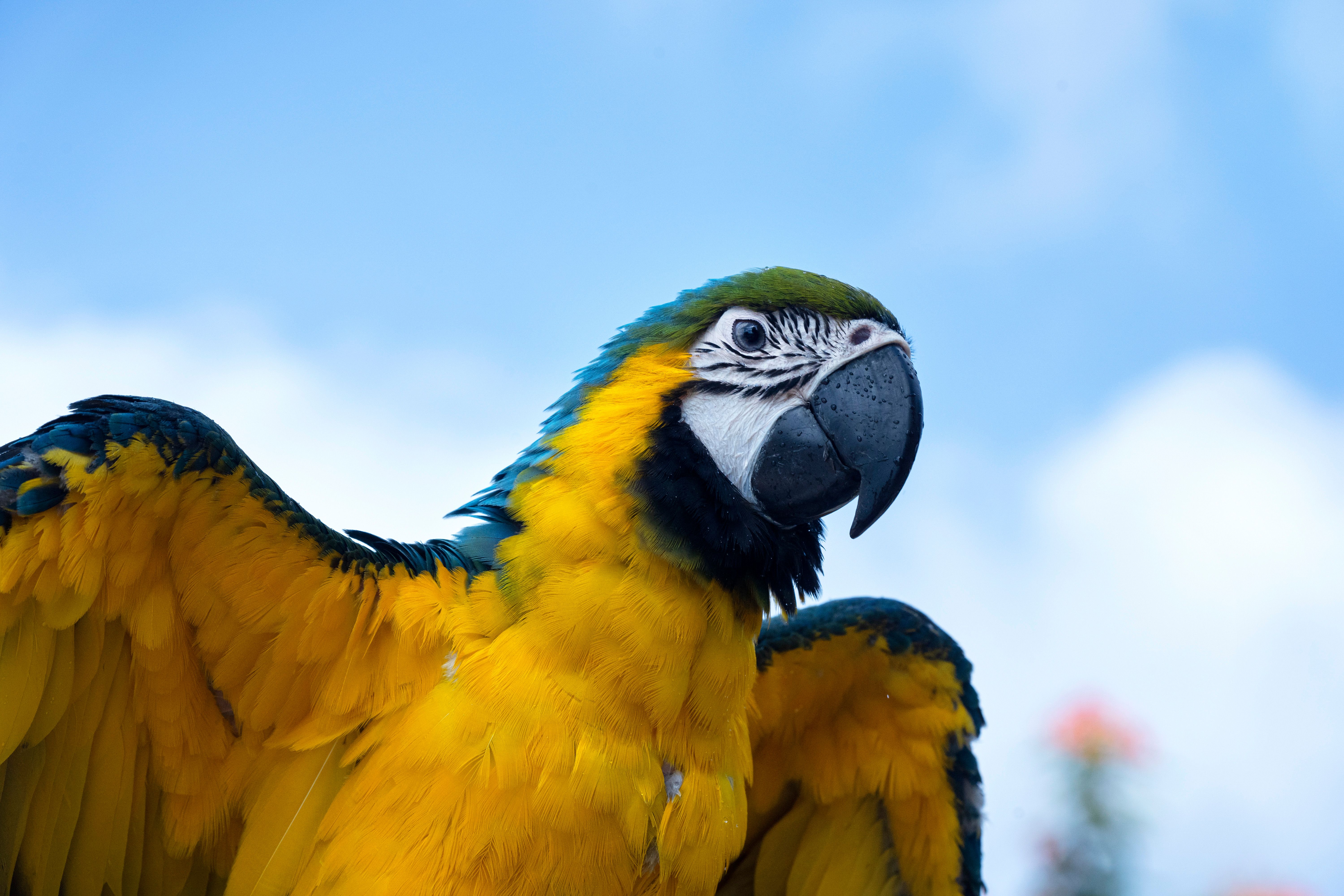 Portrait of a Macaw · Free Stock Photo