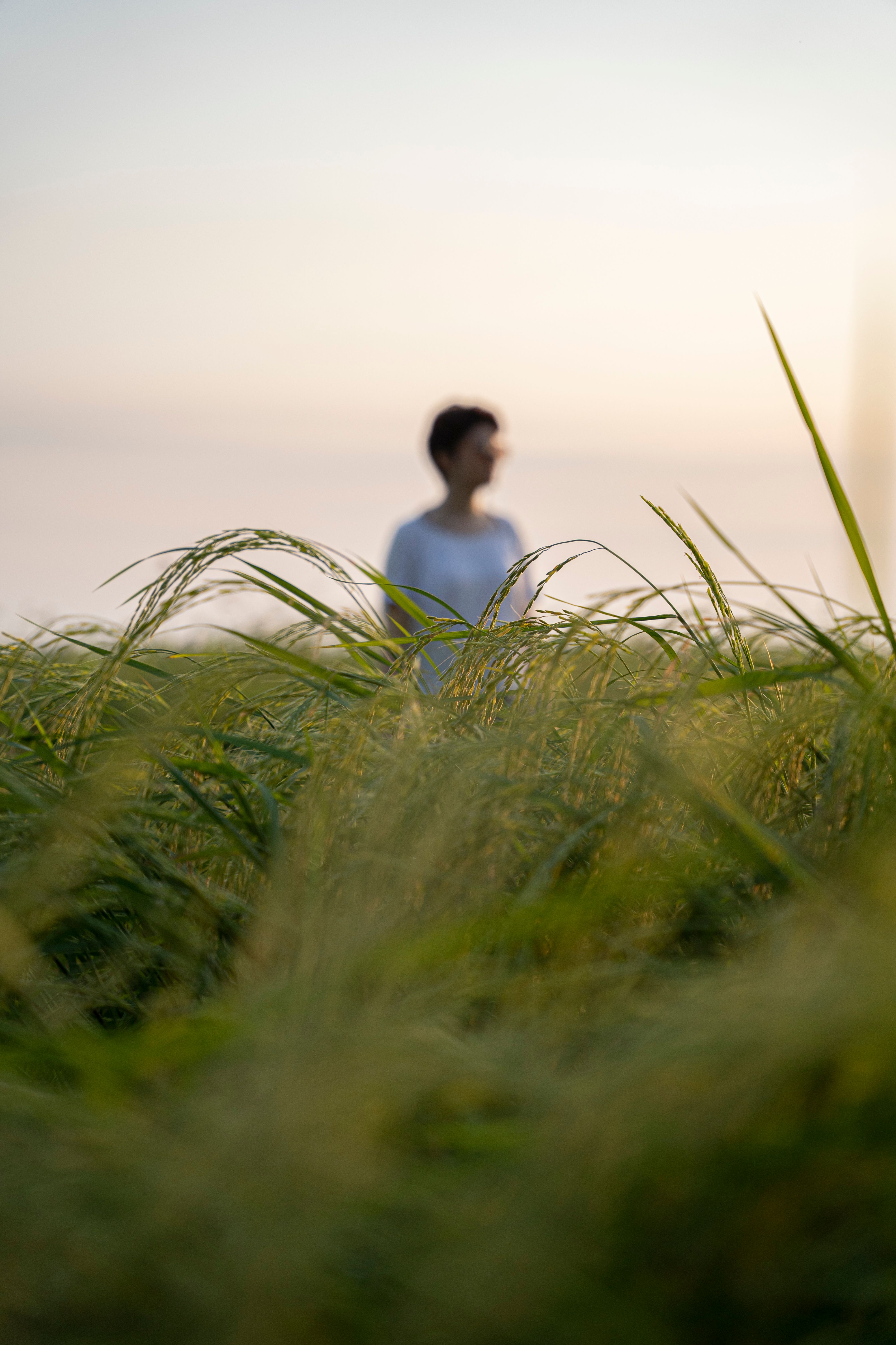 Person In The Field · Free Stock Photo