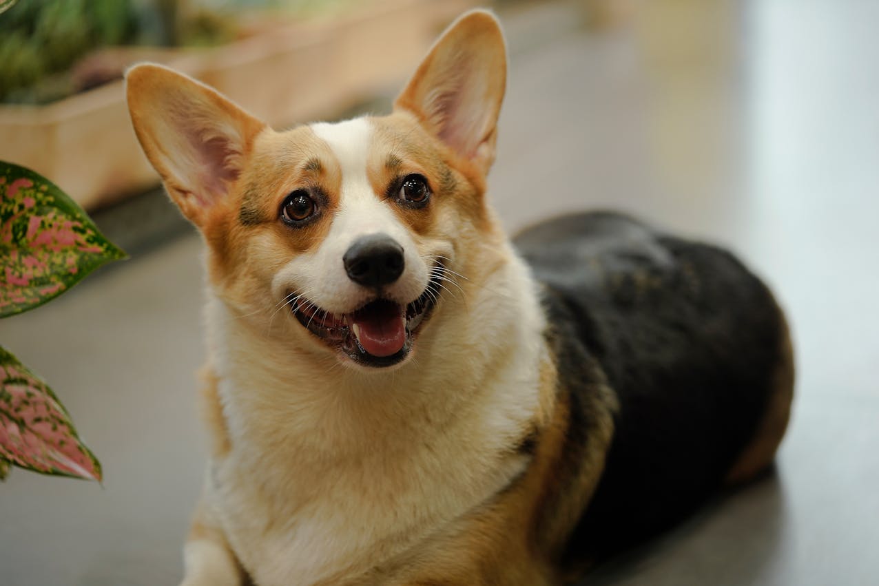 Understanding Pembroke Welsh Corgi Temperament: A Guide