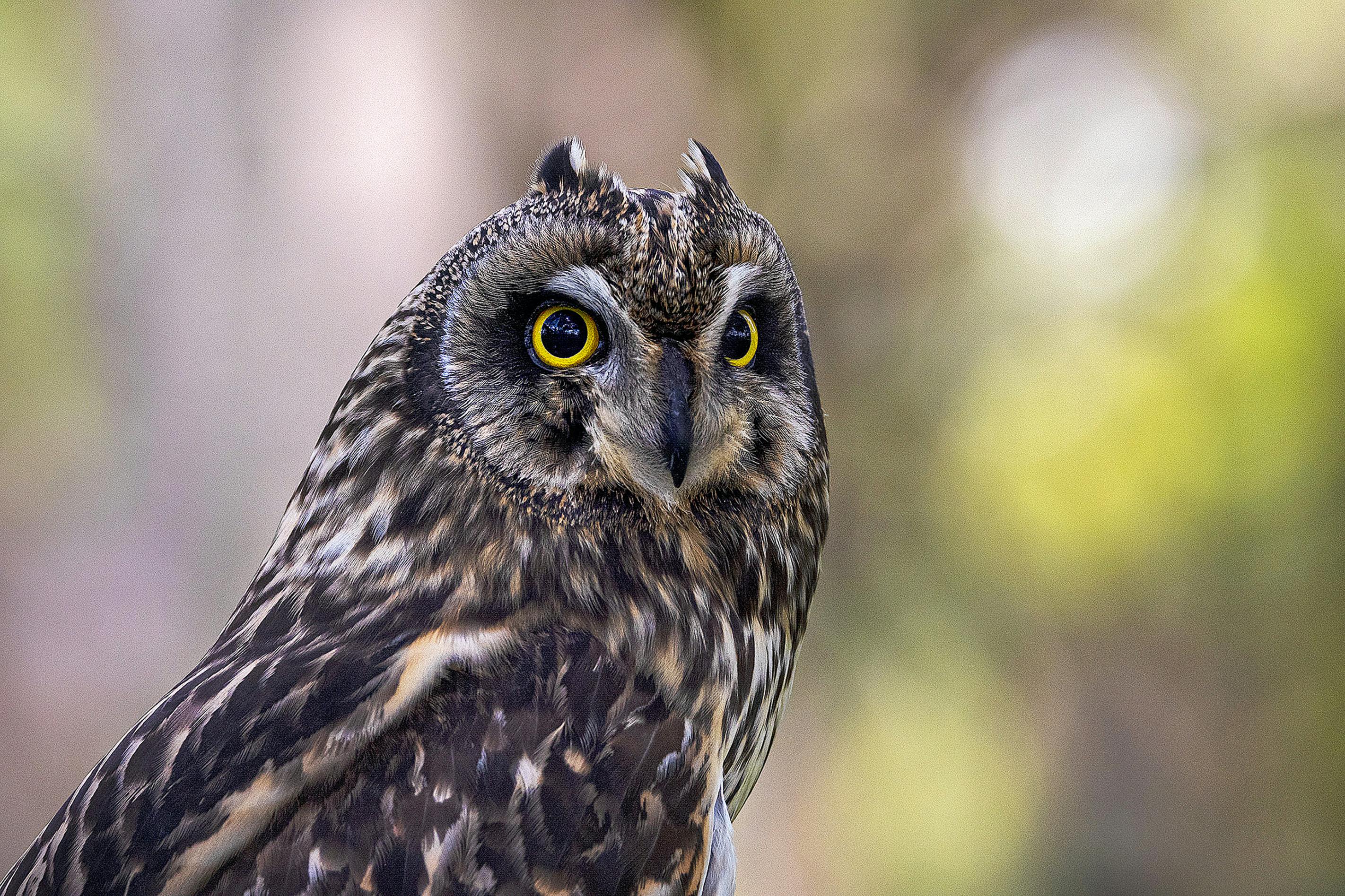 Portrait of an Owl · Free Stock Photo