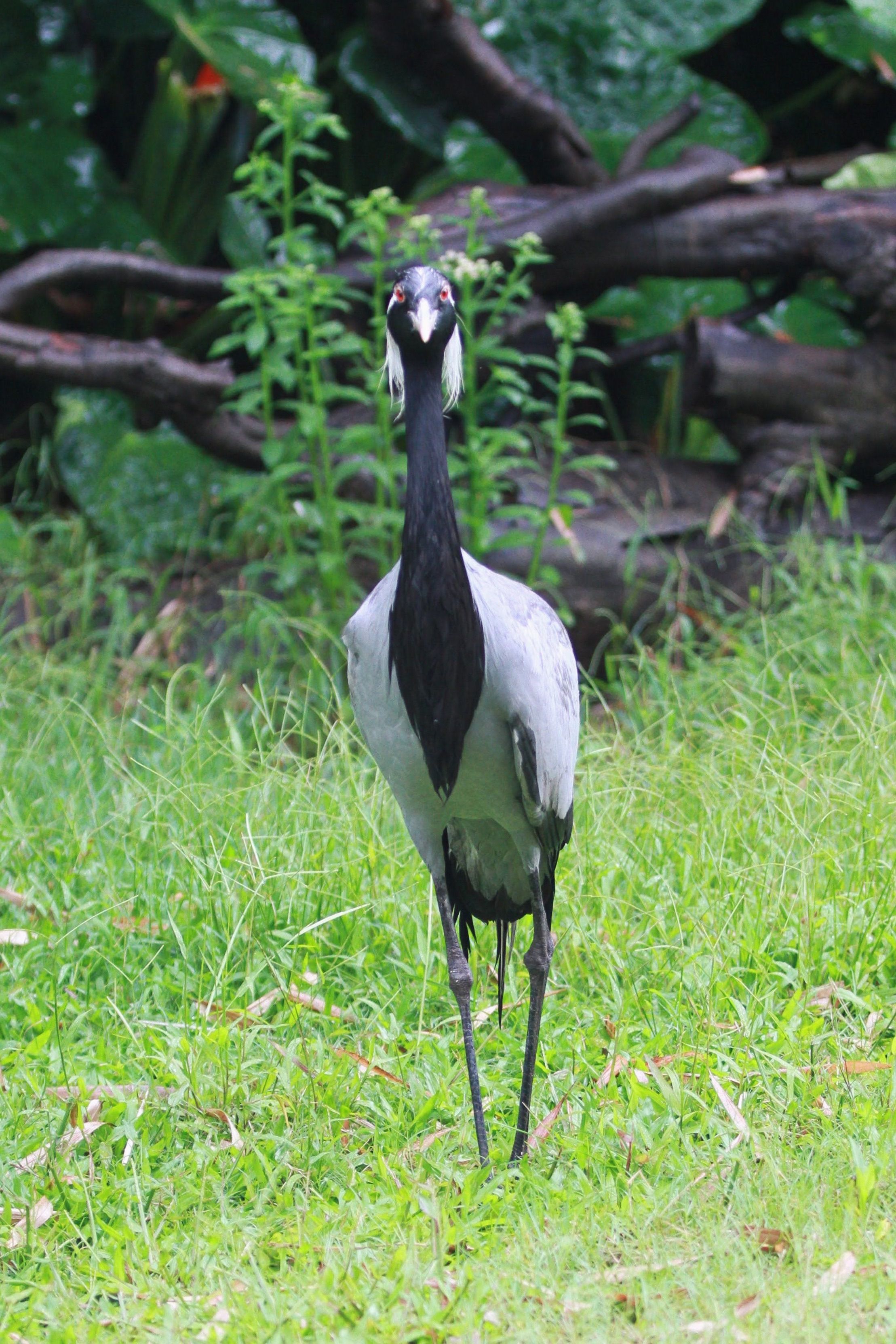 Demoiselle Crane Bird · Free Stock Photo