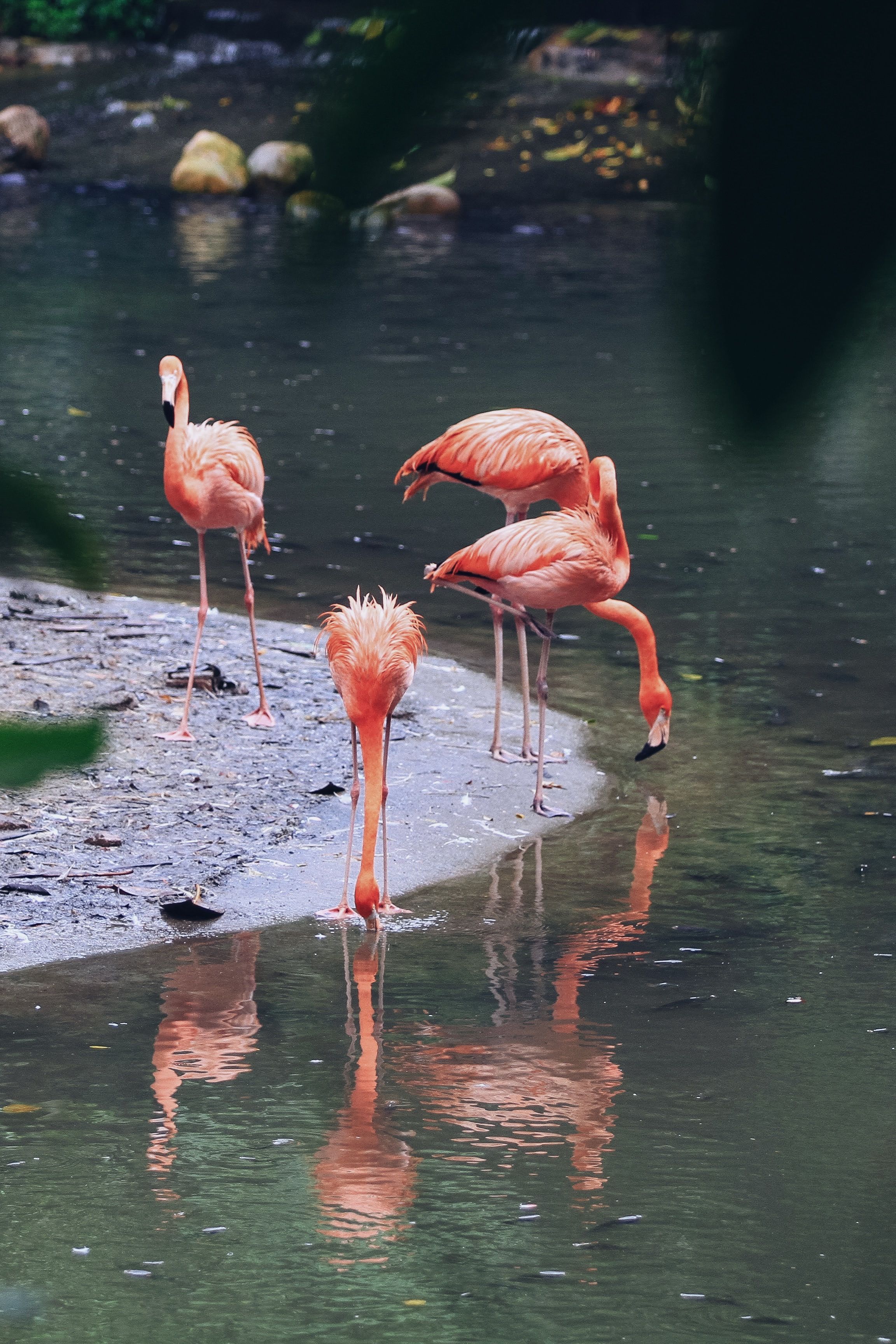 Flock Of Flamingo · Free Stock Photo