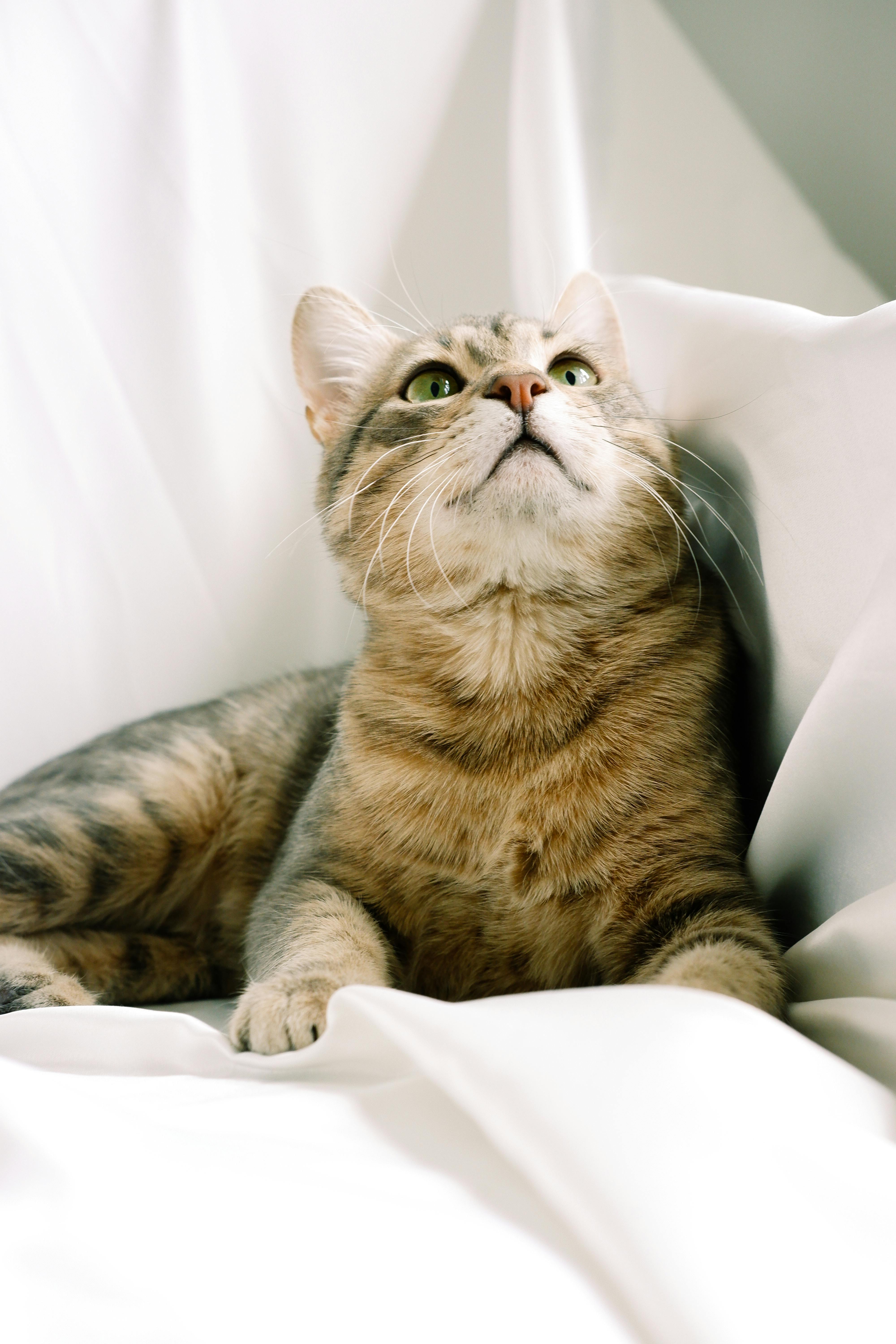 Cute Kitten Cat Photos, Download The BEST Free Cute Kitten Cat Stock ...