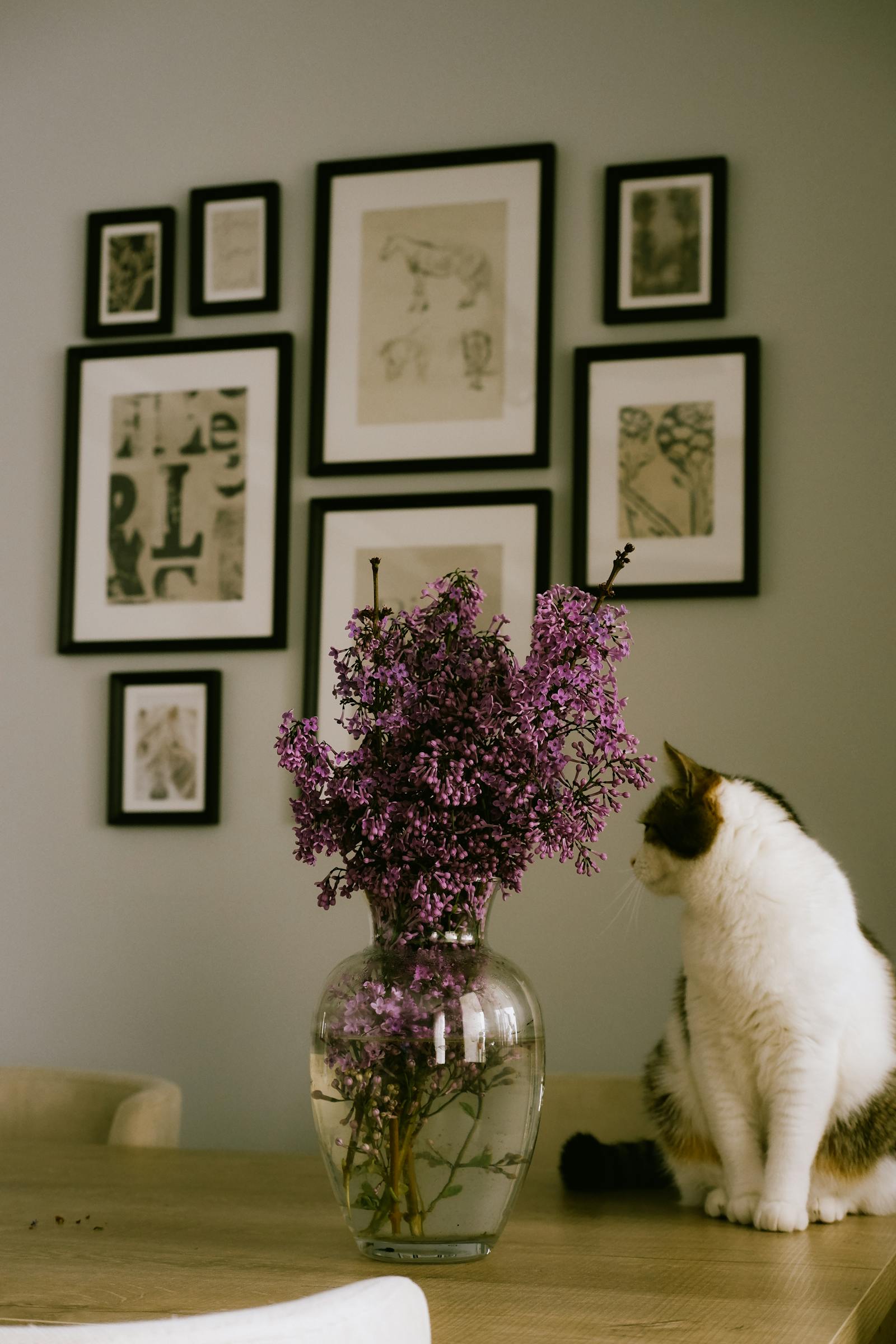 Cat Dining Photos, Download The BEST Free Cat Dining Stock Photos & HD ...