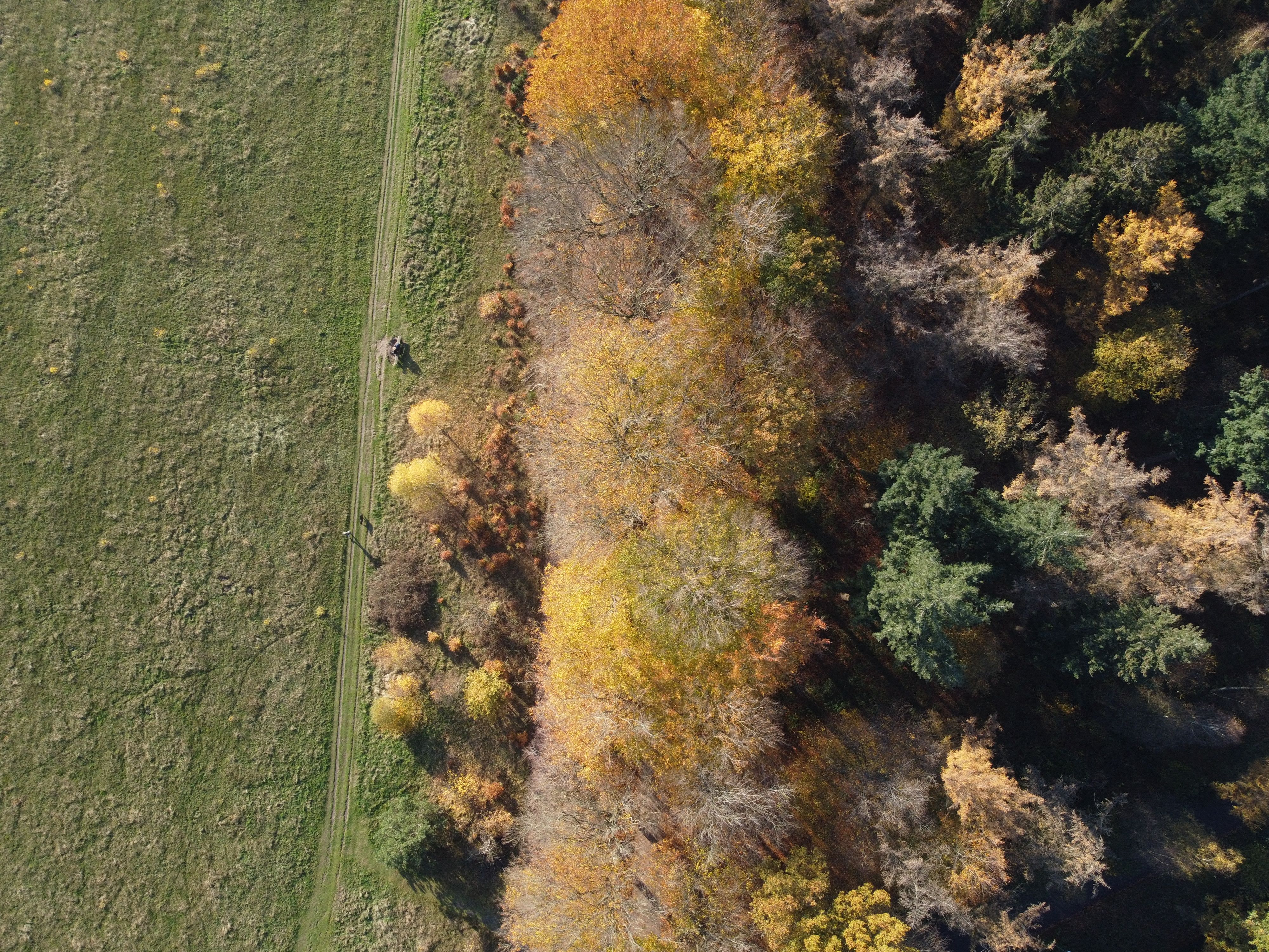 Field Path by the Forest · Free Stock Photo