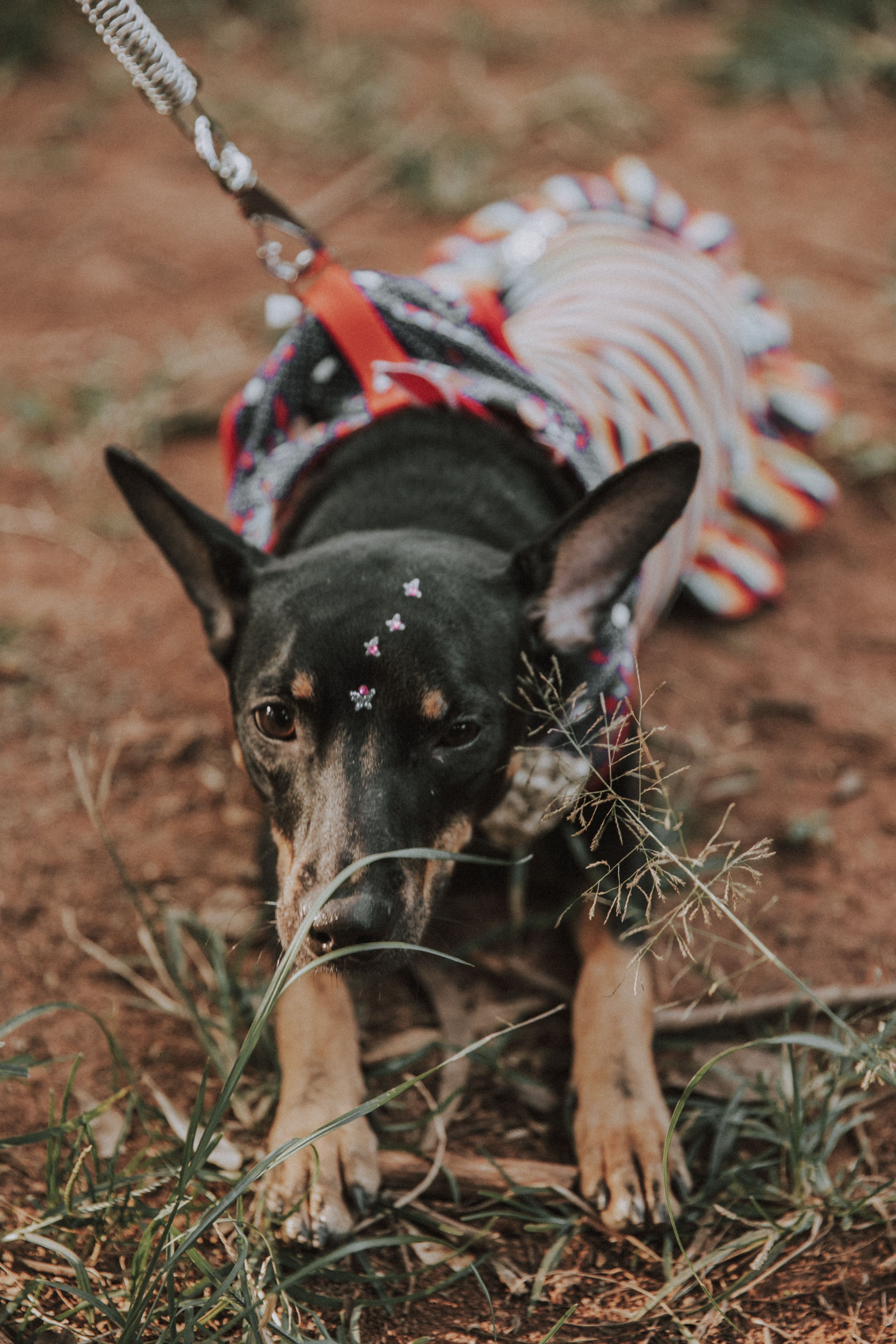 Dog Clothes Photos, Download The BEST Free Dog Clothes Stock Photos ...