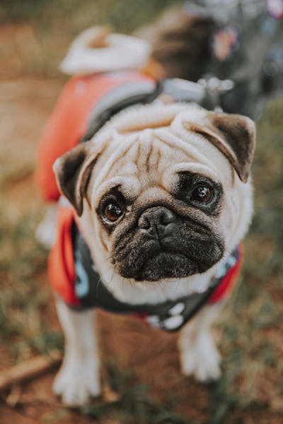 Pug Dog Photos, Download The BEST Free Pug Dog Stock Photos & HD Images