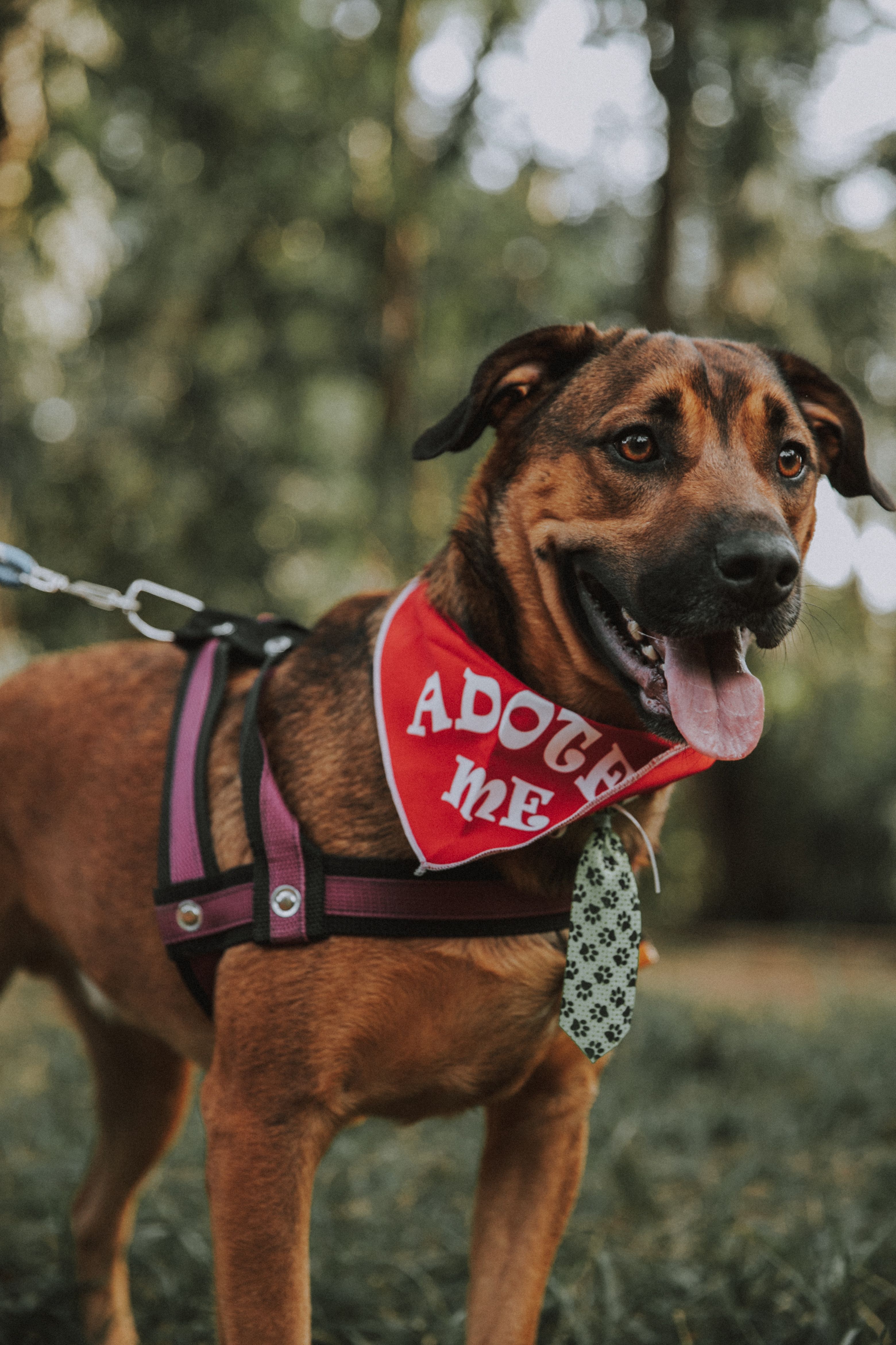 Dog Adopt Photos, Download The BEST Free Dog Adopt Stock Photos & HD Images