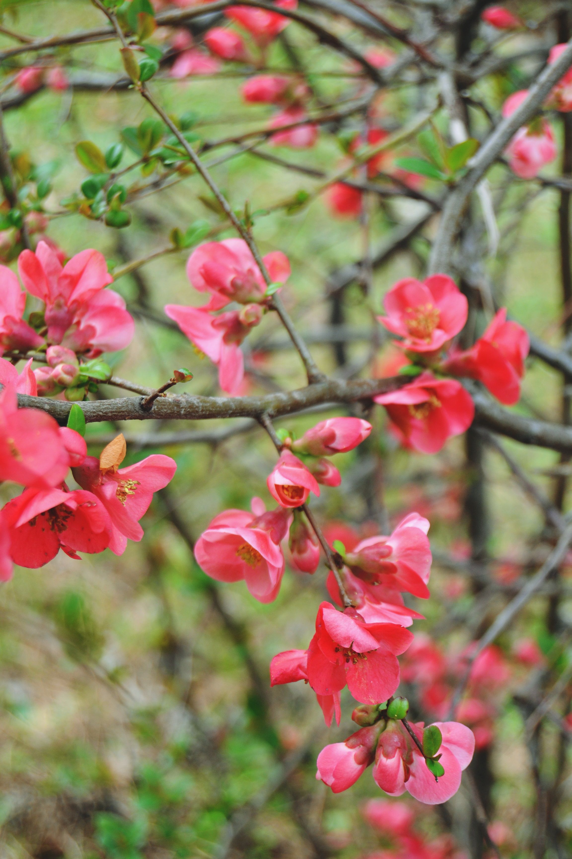 Close-up of Flowering Quince · Free Stock Photo