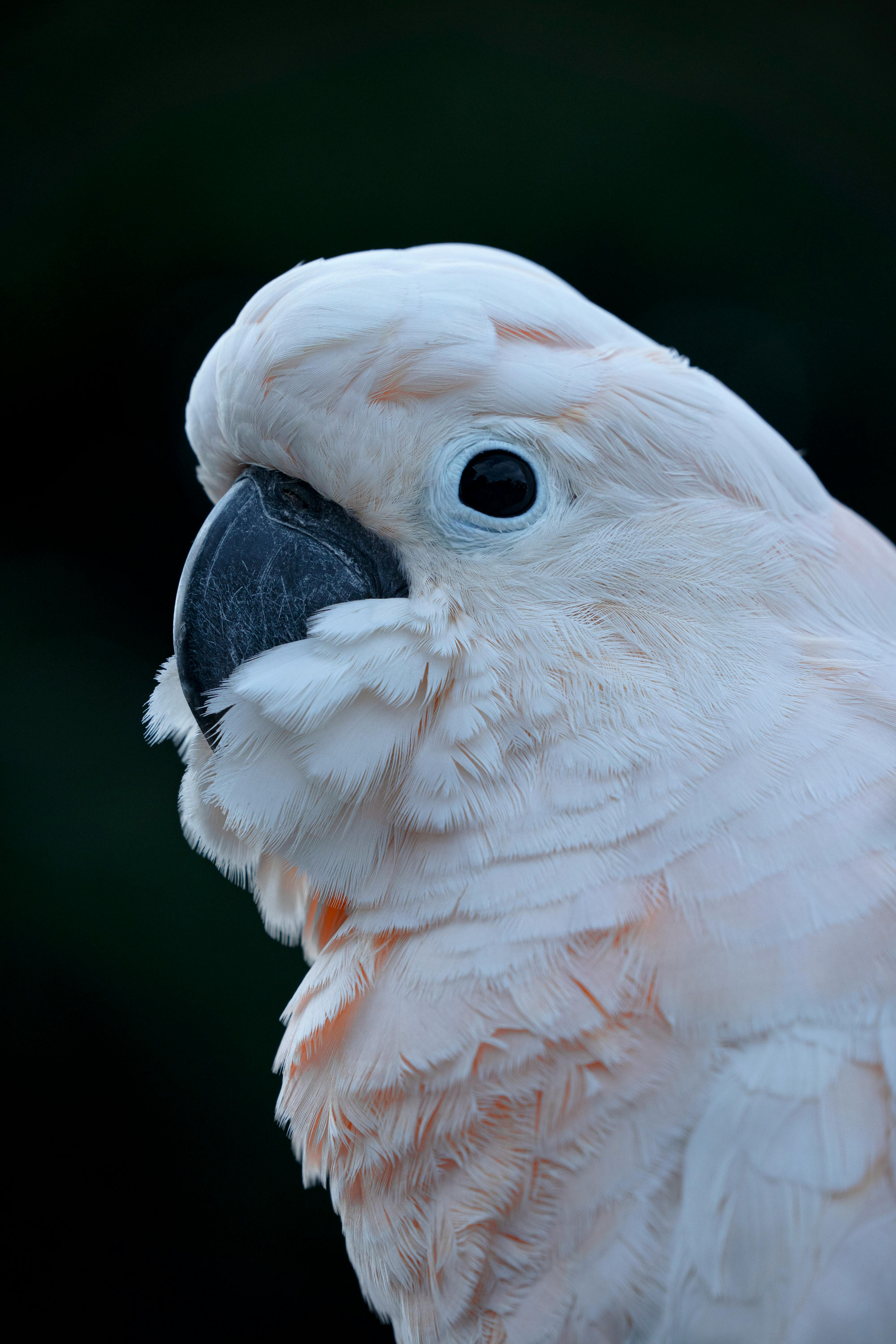 Portrait of Parrot · Free Stock Photo