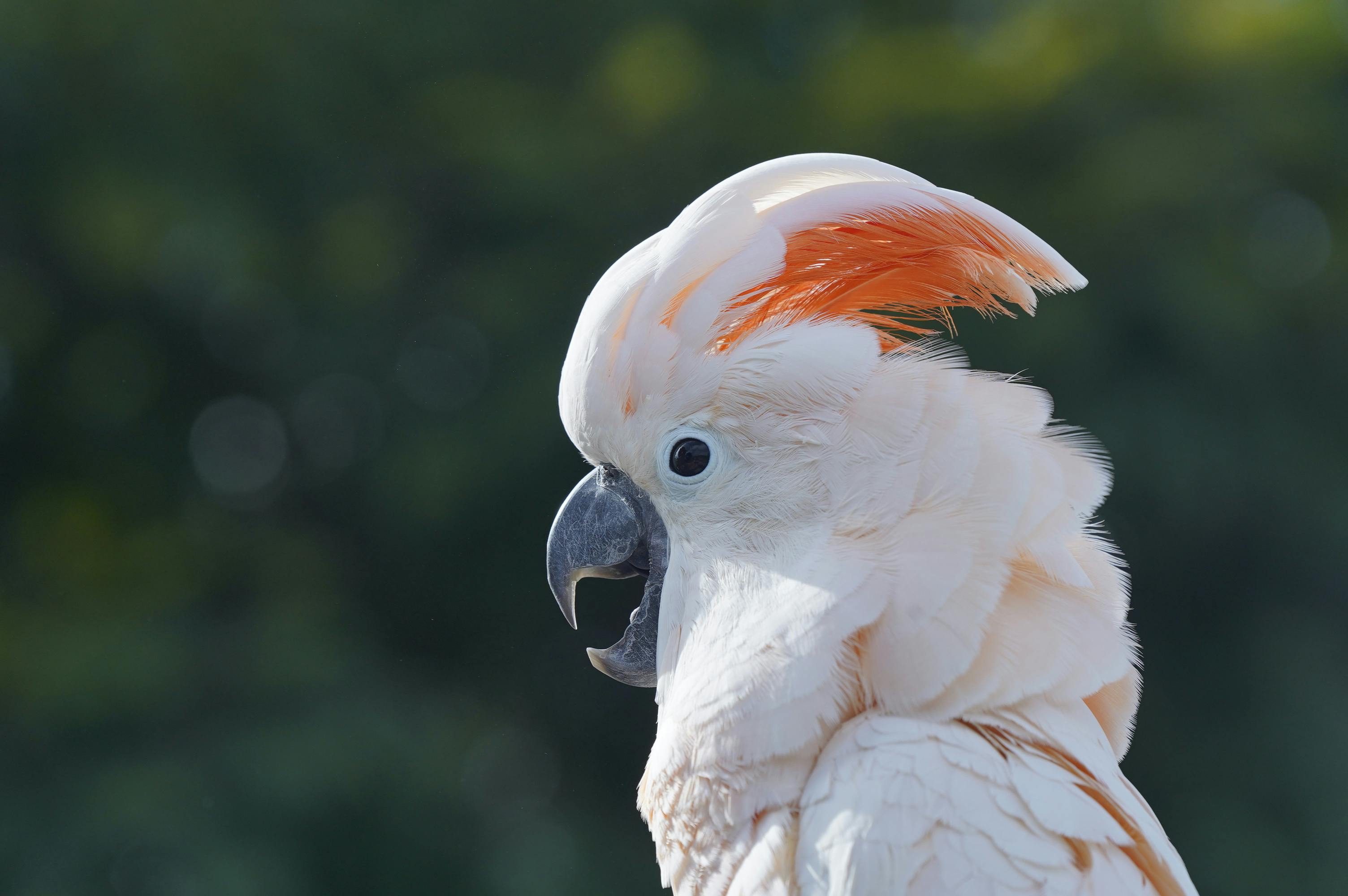 Photo gratuite de animal, cacatoès à huppe saumon, cacatua moluccensis ...