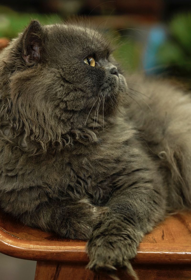 Fat Cat Photos, Download The BEST Free Fat Cat Stock Photos & HD Images