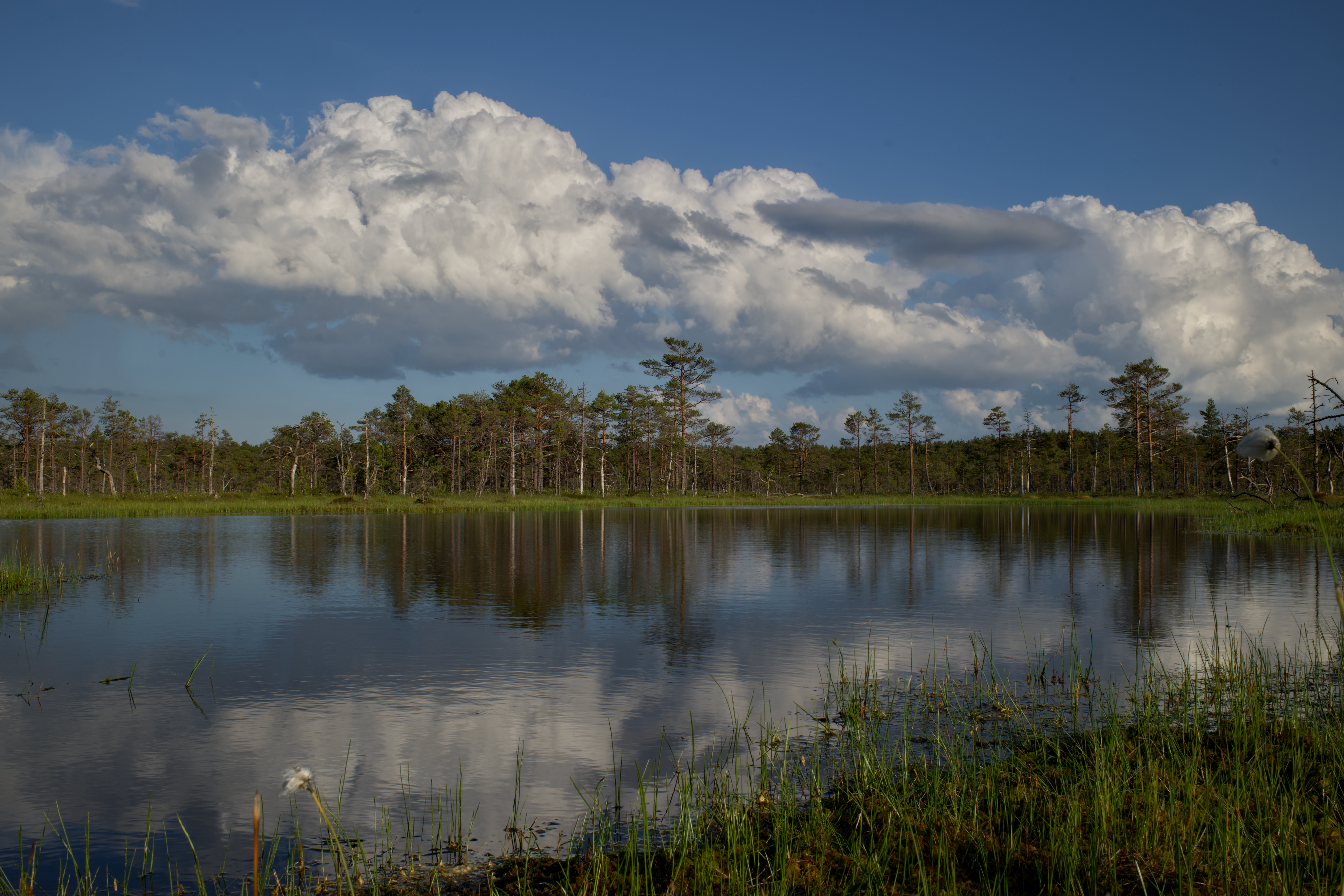 Calm Lake in Forest · Free Stock Photo