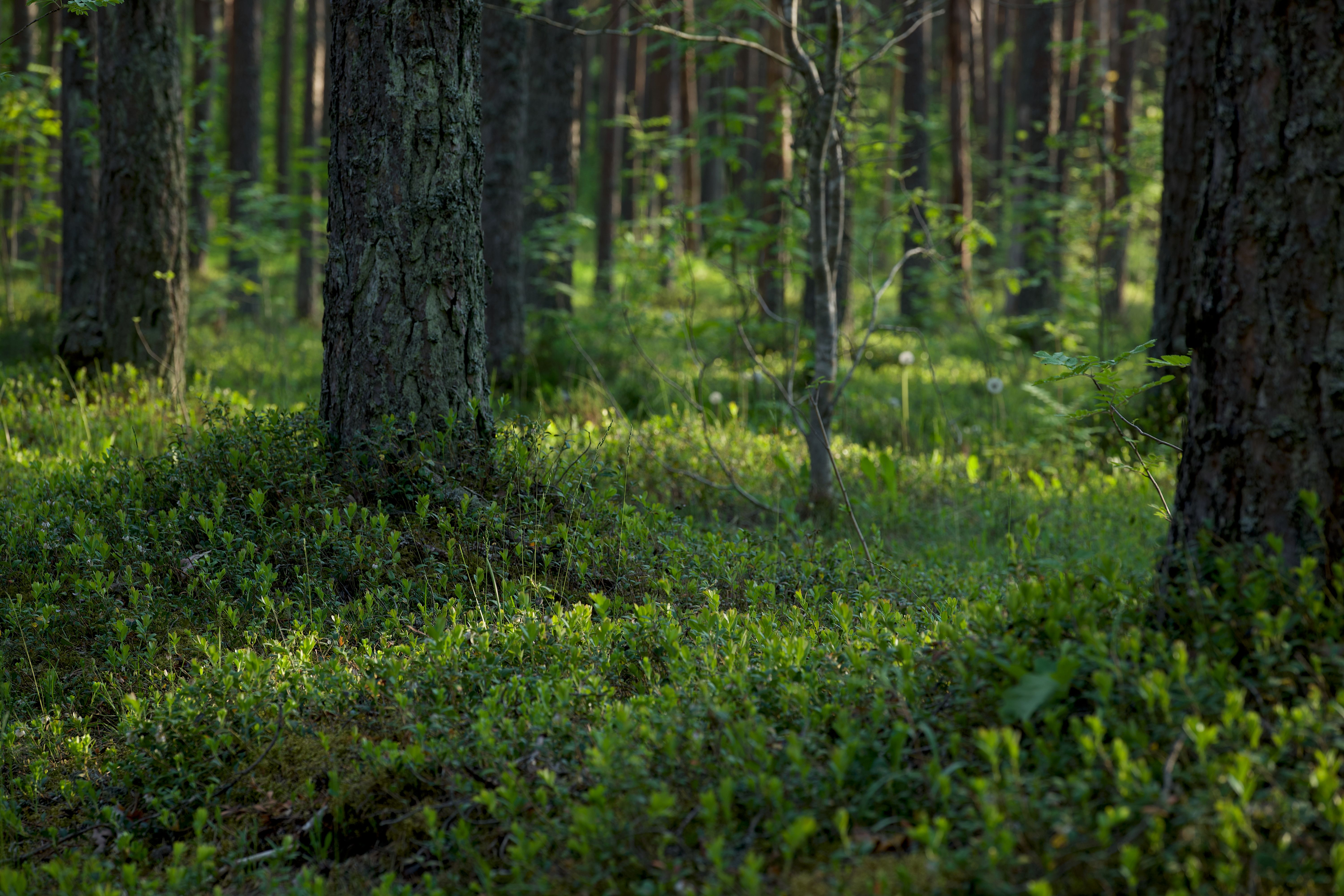 Forest Planting Photos, Download The BEST Free Forest Planting Stock ...