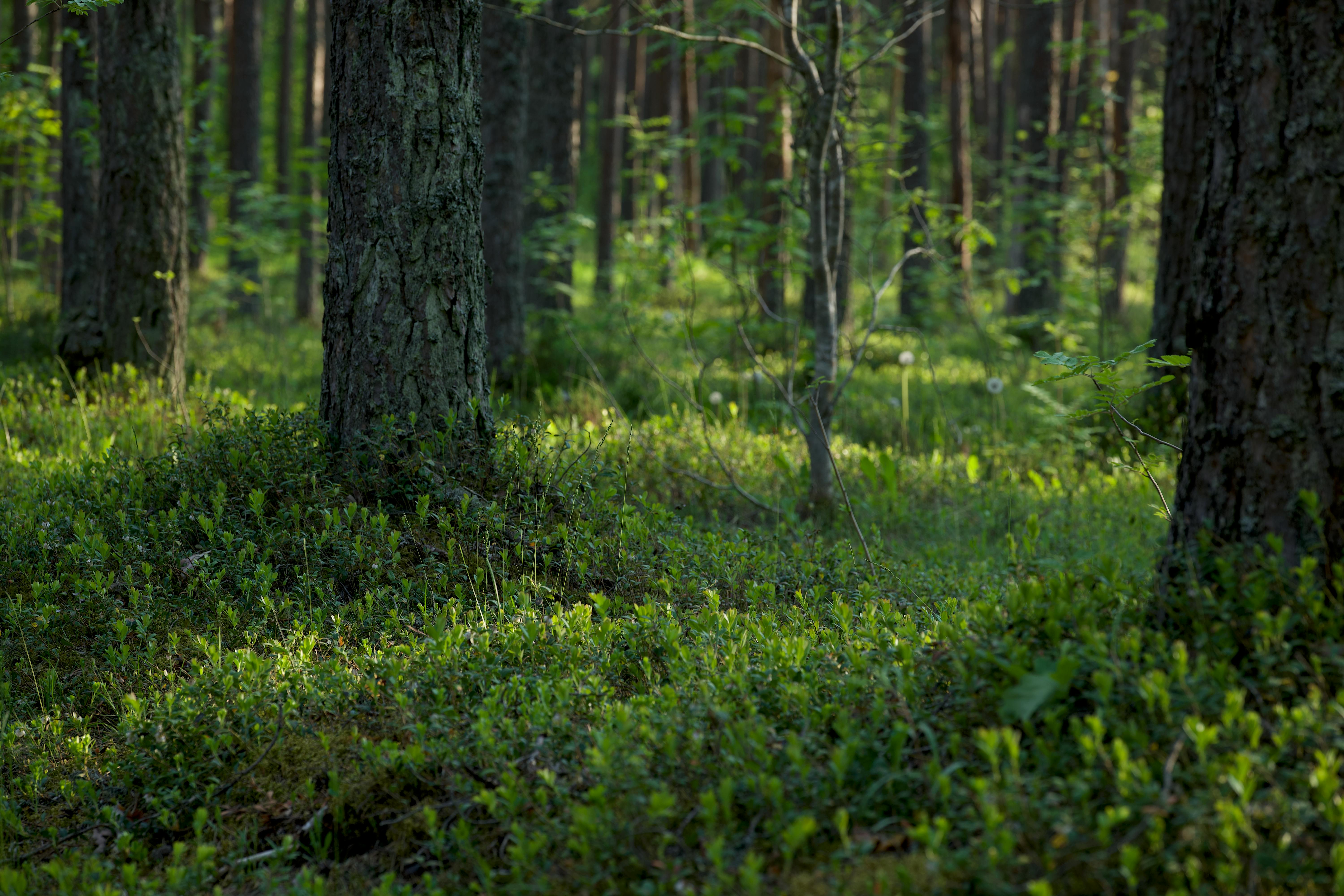 Plants on Ground in Forest · Free Stock Photo