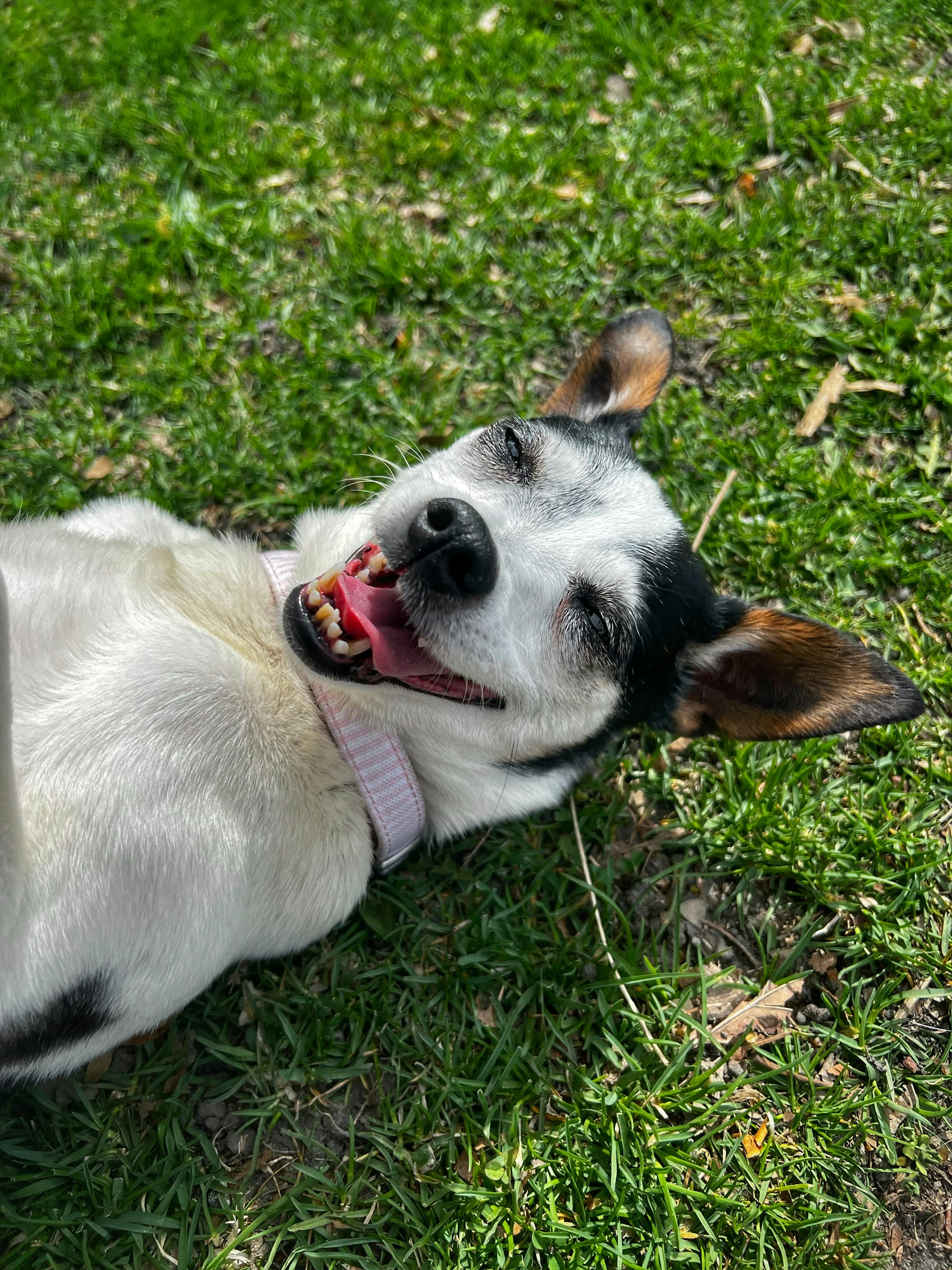 Happy Playful Dog · Free Stock Photo