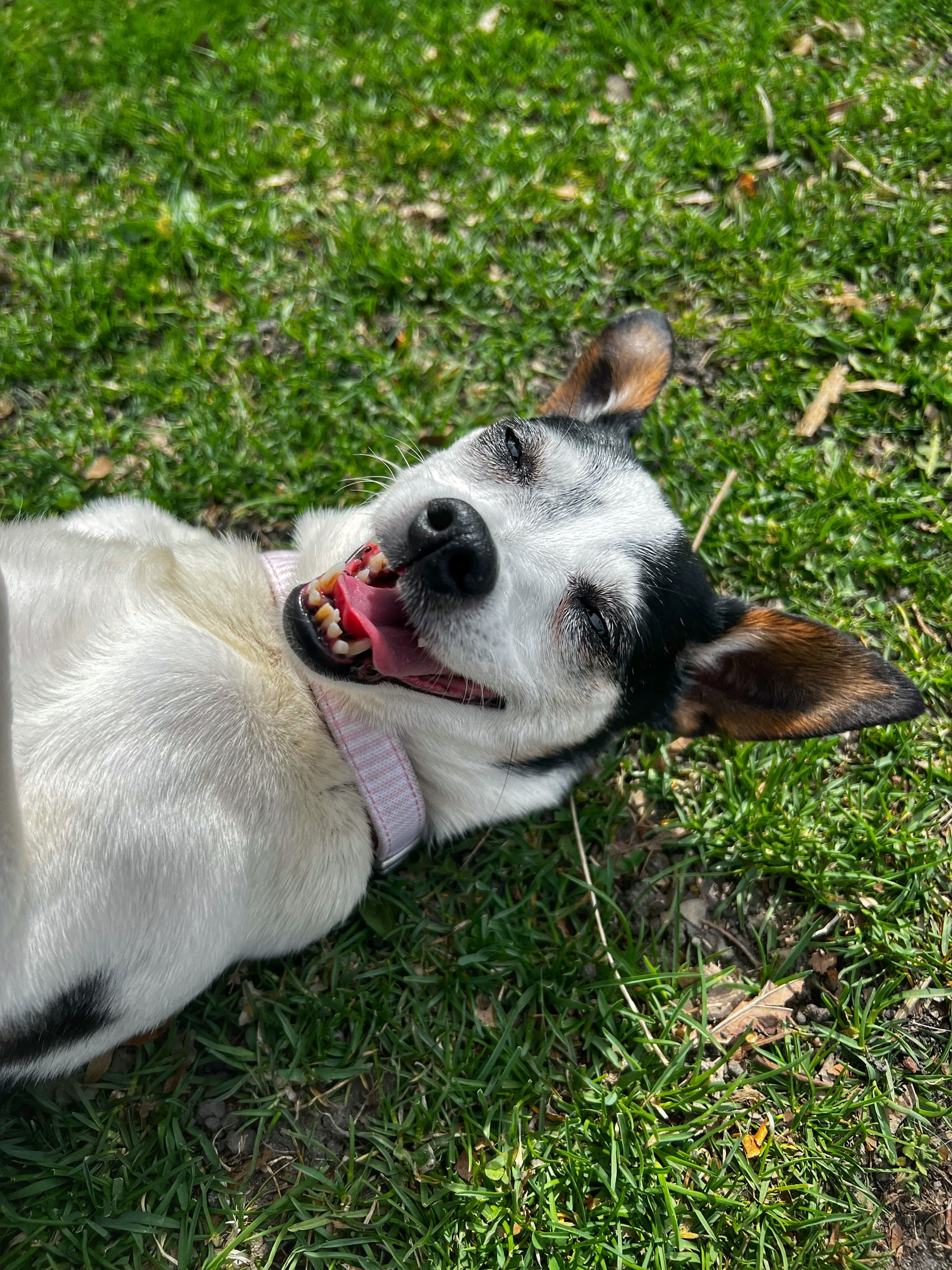 Happy Playful Dog · Free Stock Photo