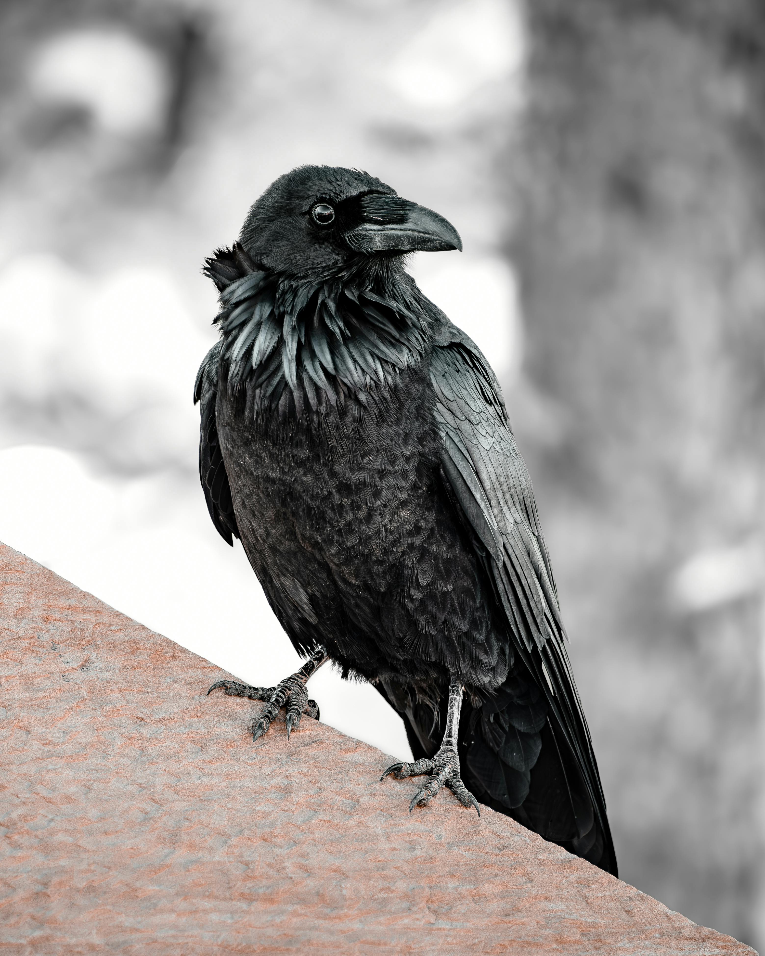 Raven Wallpaper Photos, Download The BEST Free Raven Wallpaper Stock ...