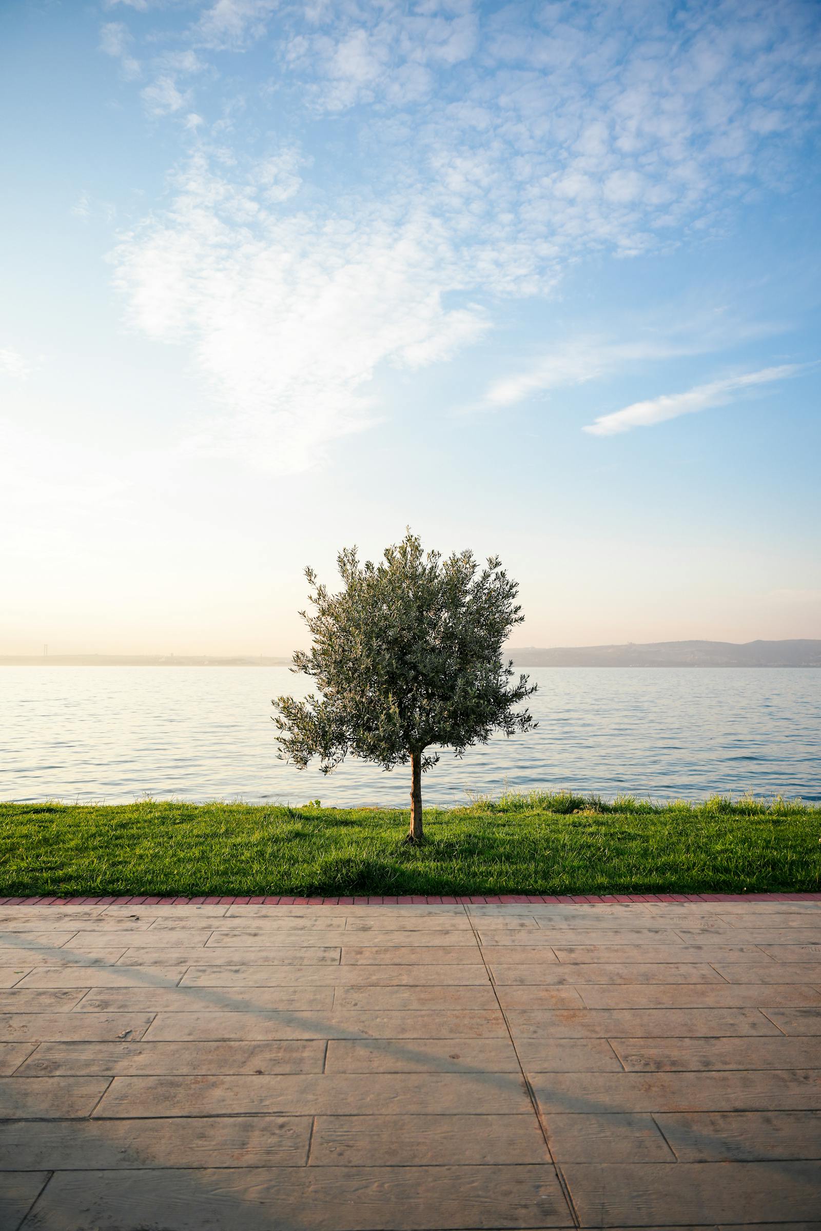 Single Tree Photos, Download The BEST Free Single Tree Stock Photos ...