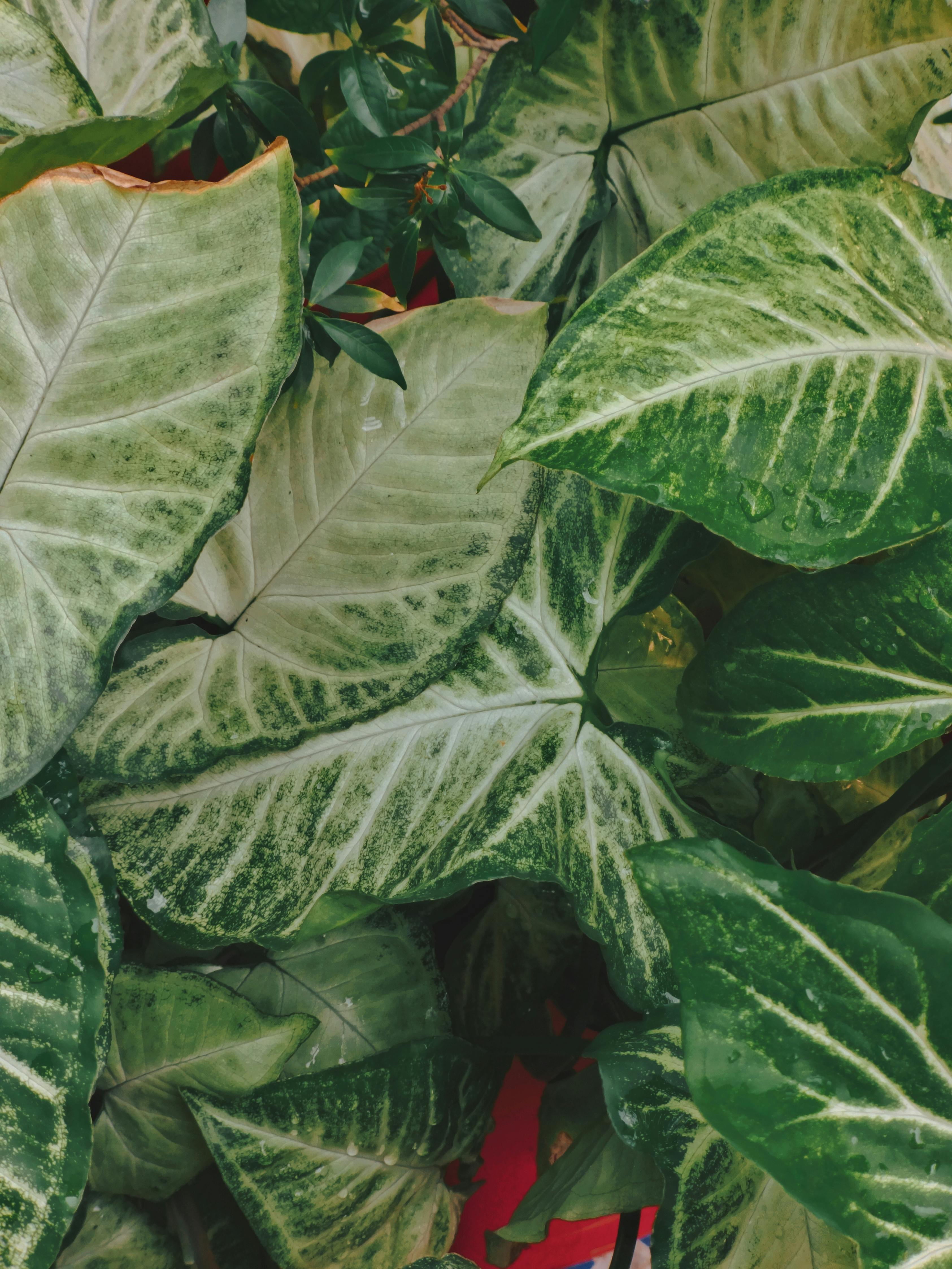 Close-up of Syngonium Leaves · Free Stock Photo