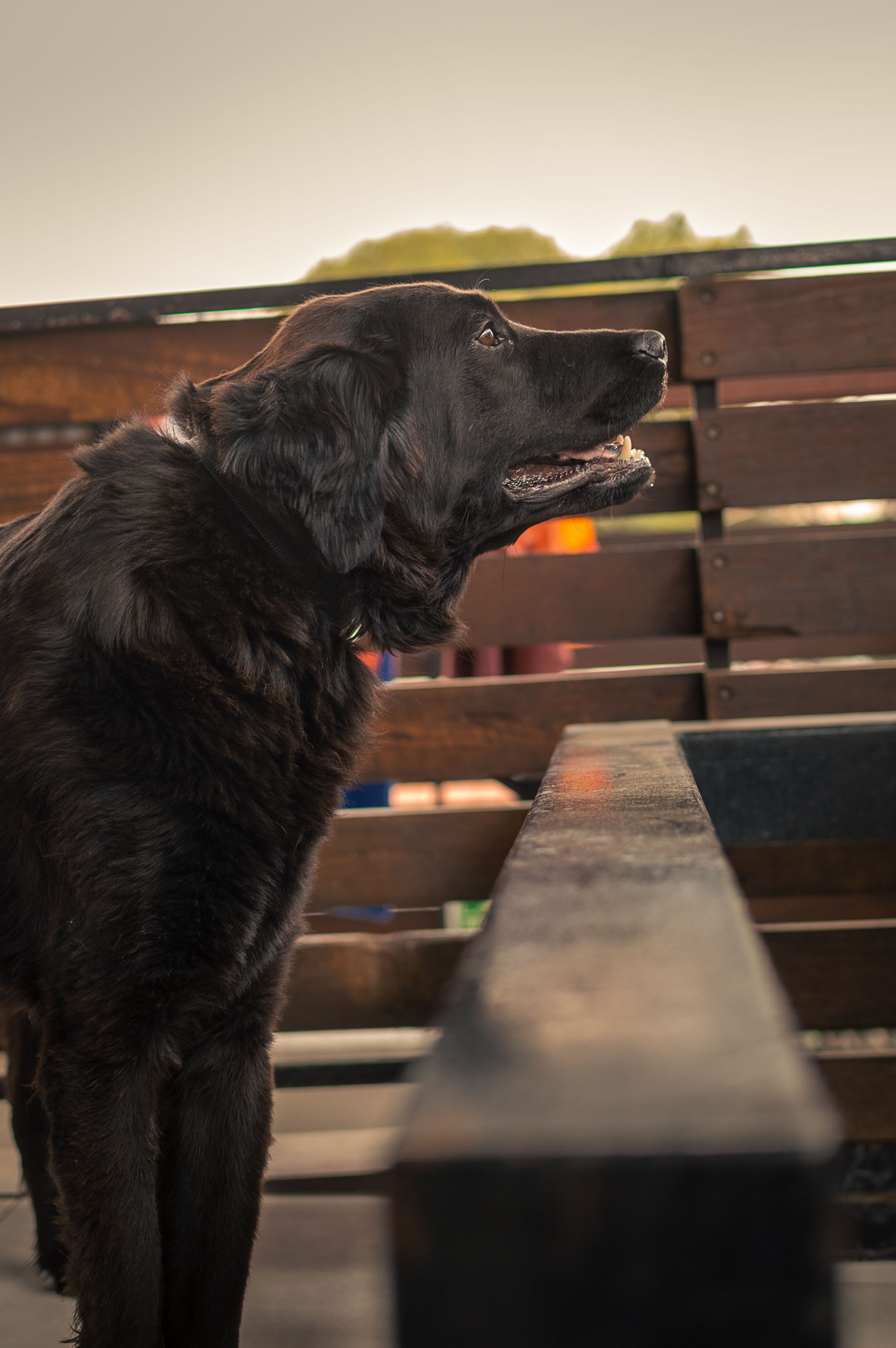 Dog Stand by Wooden Fence · Free Stock Photo