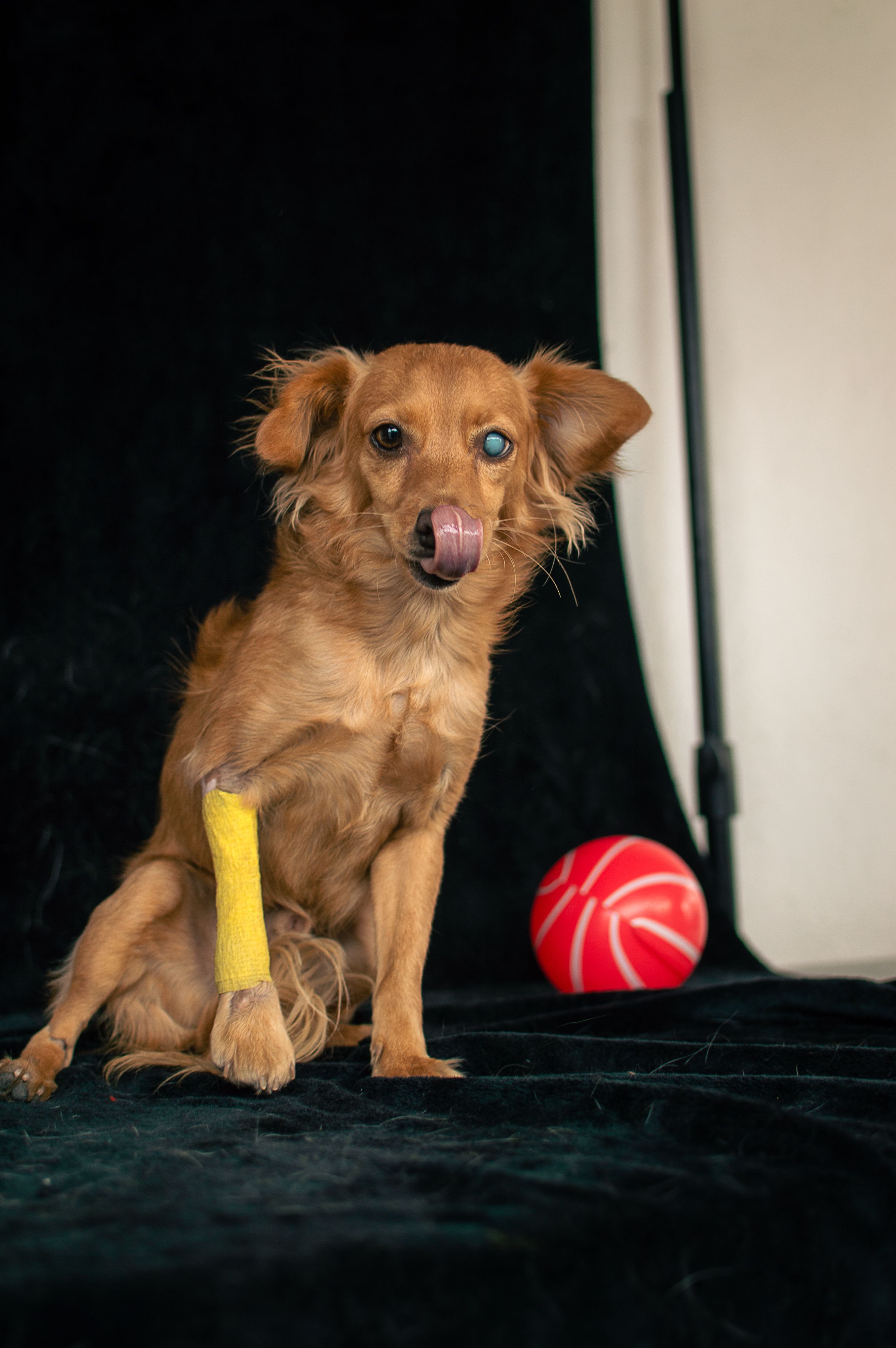 Dog With Bandage Photos, Download The BEST Free Dog With Bandage Stock ...