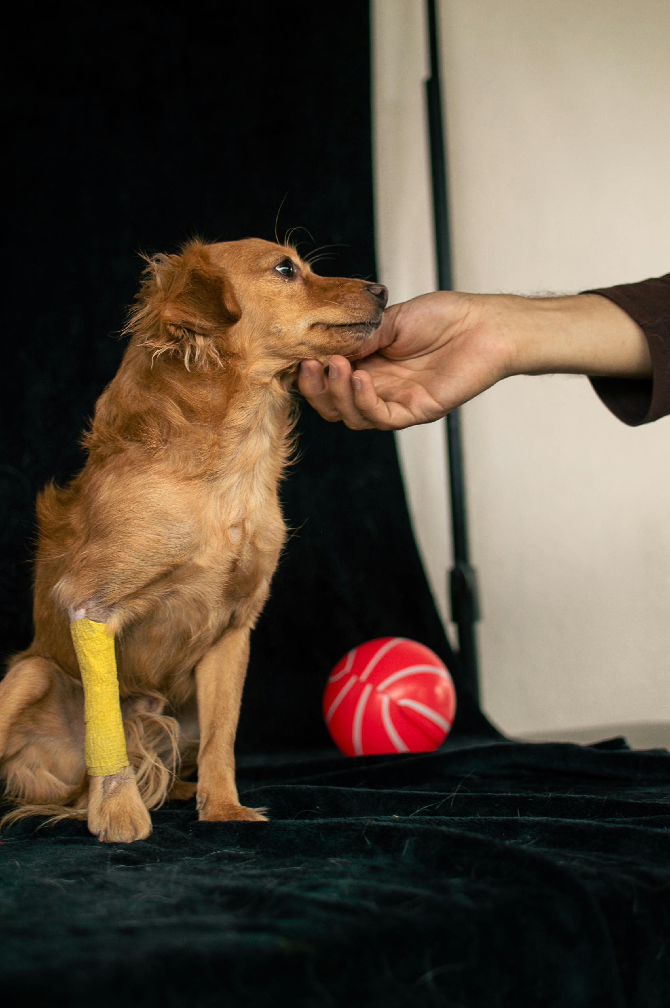 Hand Patting Dog · Free Stock Photo