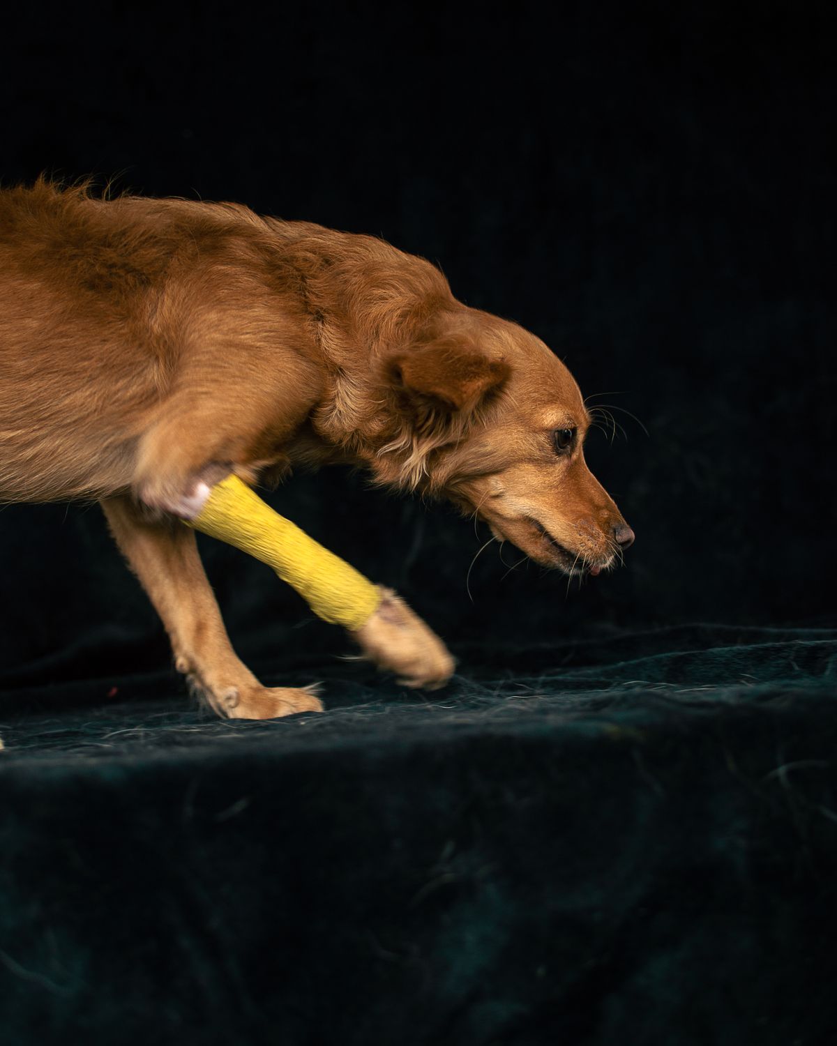 Dog With Bandage Photos, Download The BEST Free Dog With Bandage Stock ...