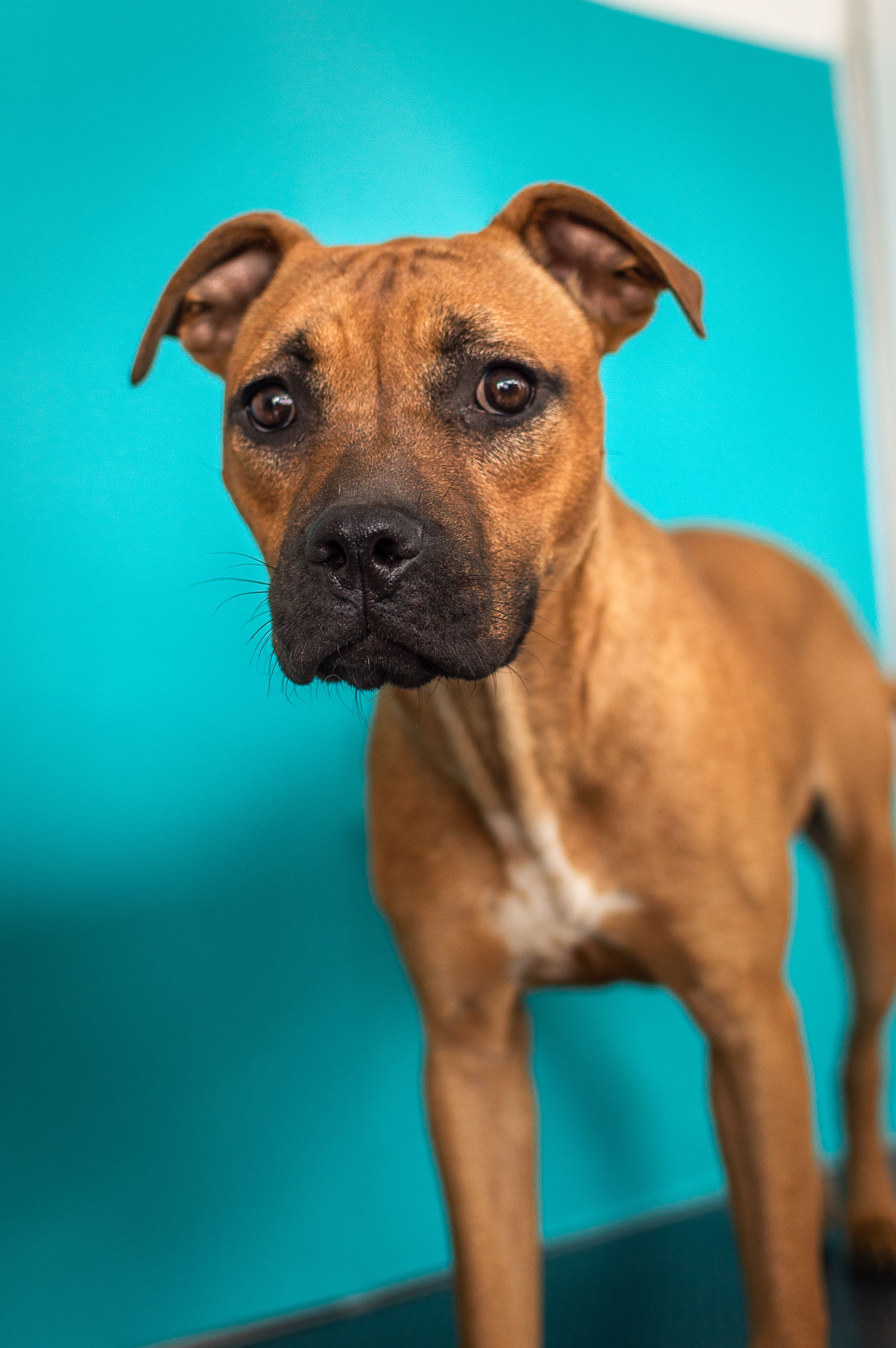 Staffy Dogs Photos, Download The BEST Free Staffy Dogs Stock Photos ...